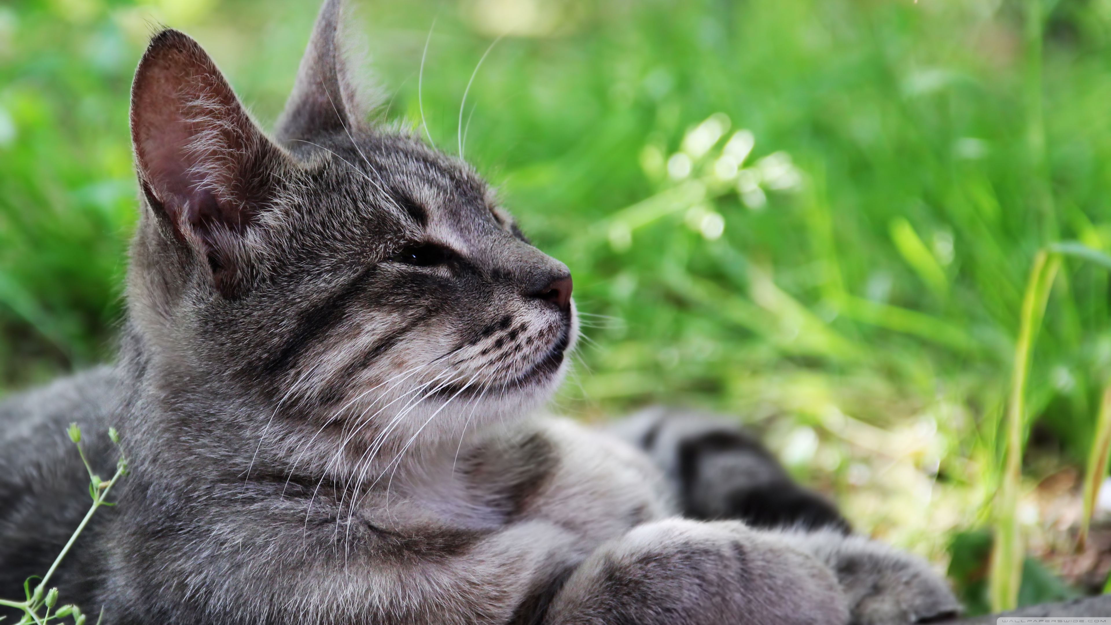 cat Wallpapers, Hintergründe | 3840x2160 | ID:527452