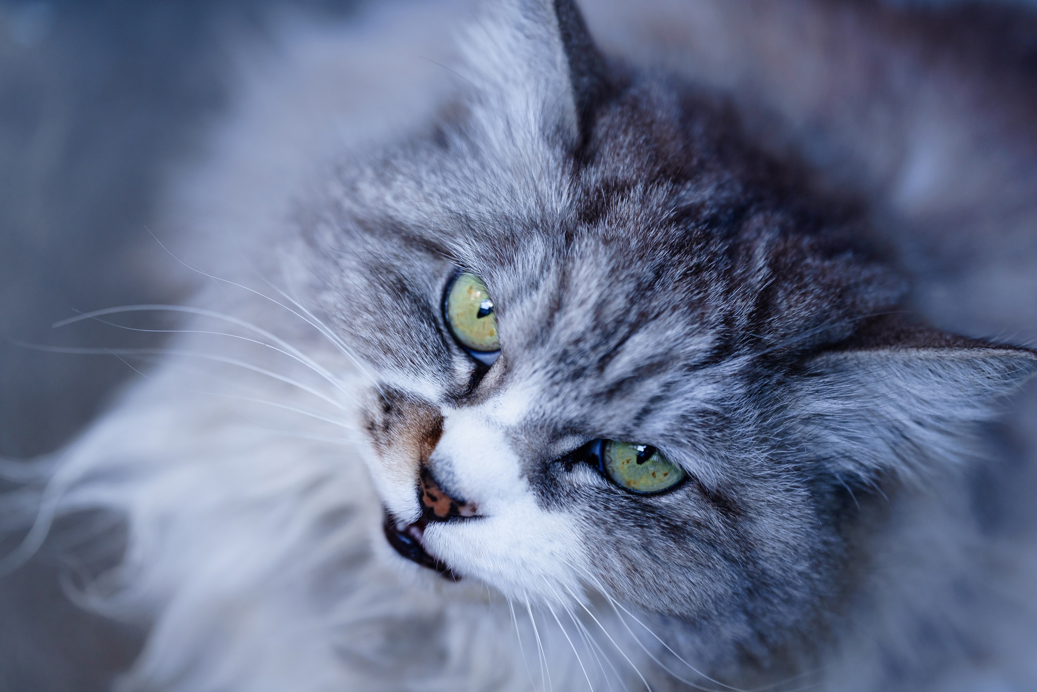 Download Stare Animal Cat HD Wallpaper