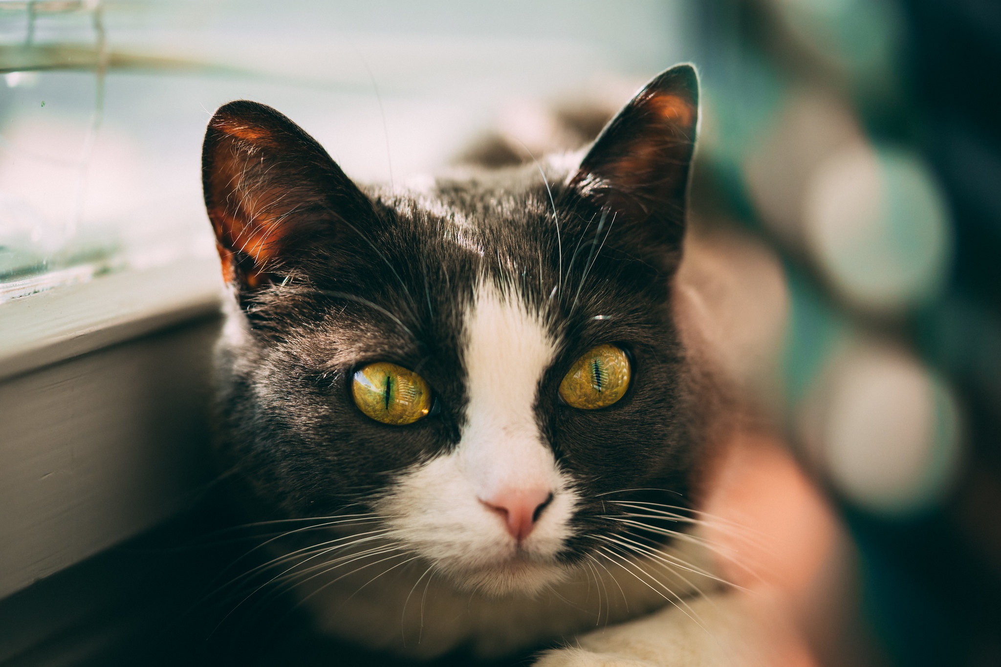 Download Stare Animal Cat HD Wallpaper