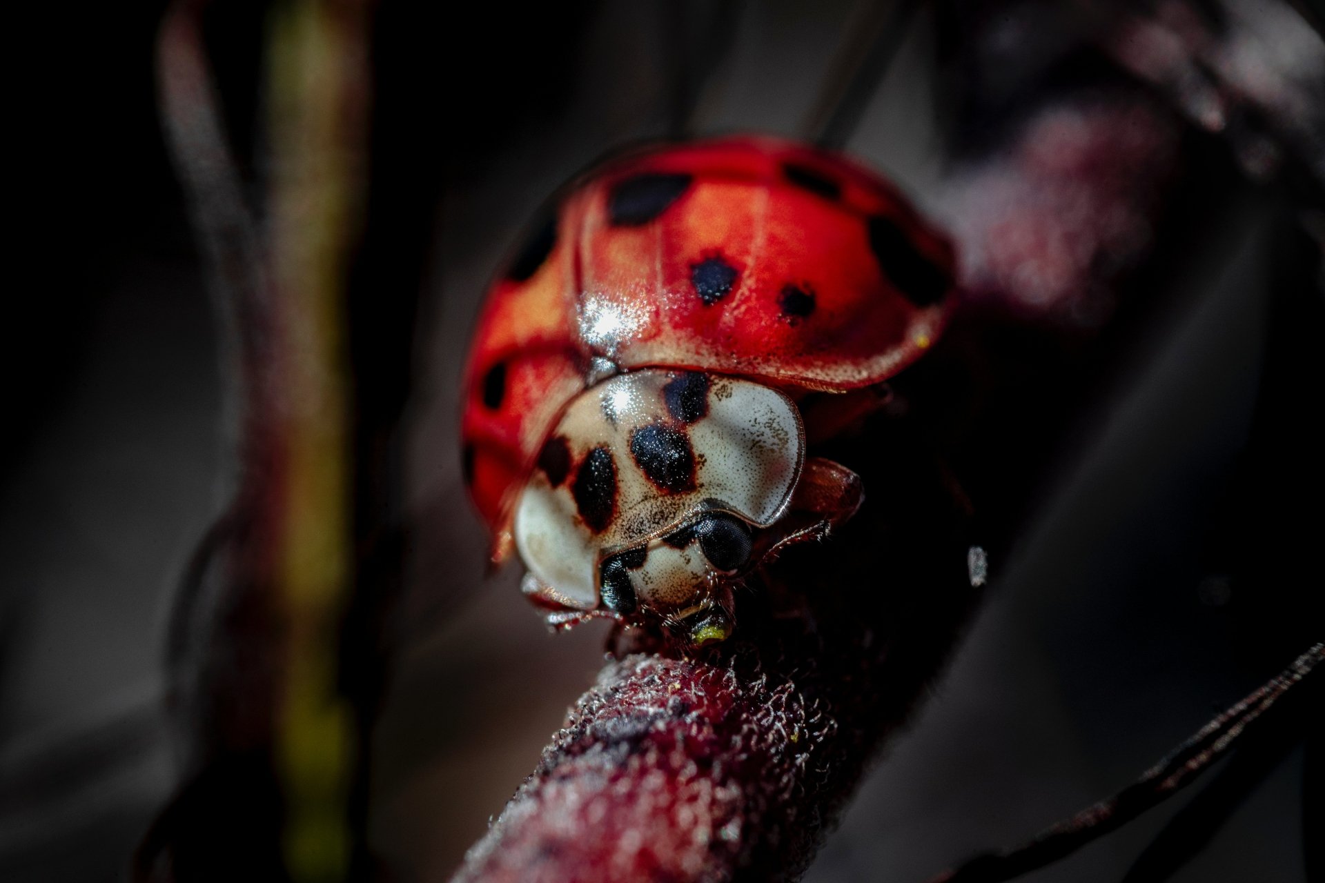 Download Macro Insect Animal Ladybug 4k Ultra HD Wallpaper