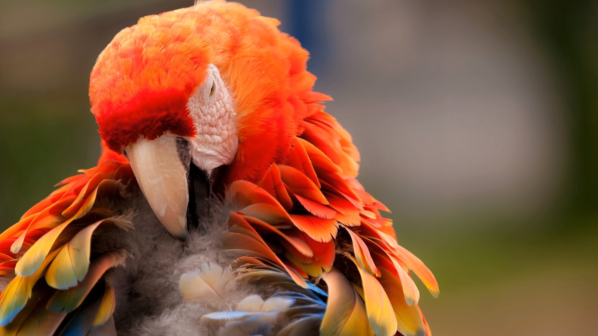 Download Parrot Bird Animal Scarlet Macaw HD Wallpaper