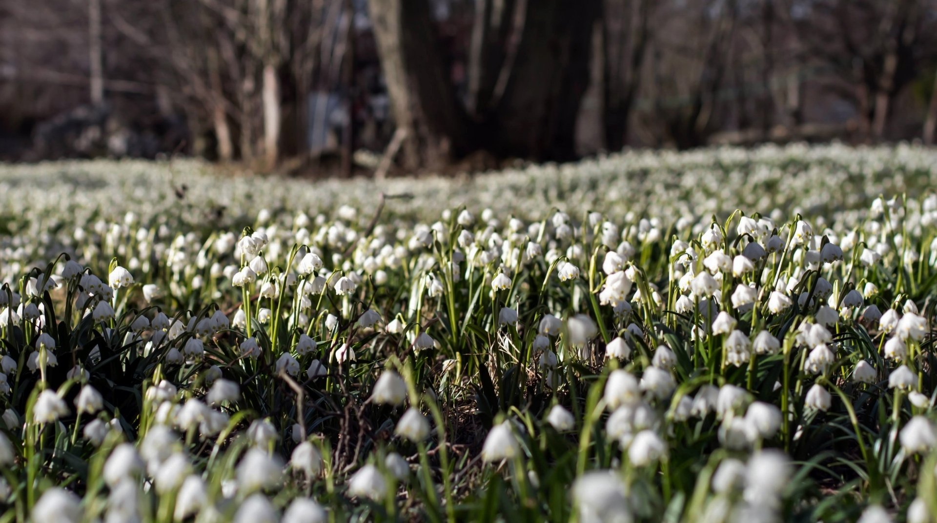 Download White Flower Spring Flower Nature Snowdrop HD Wallpaper