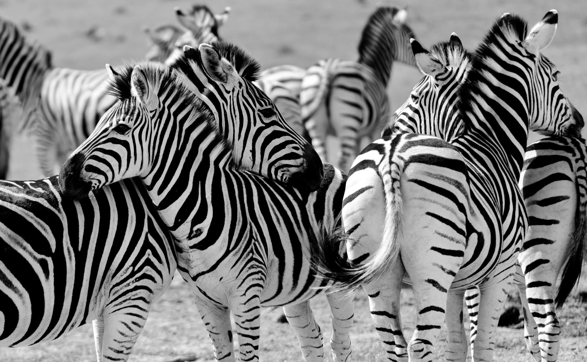 Download Black & White Animal Zebra 4k Ultra HD Wallpaper