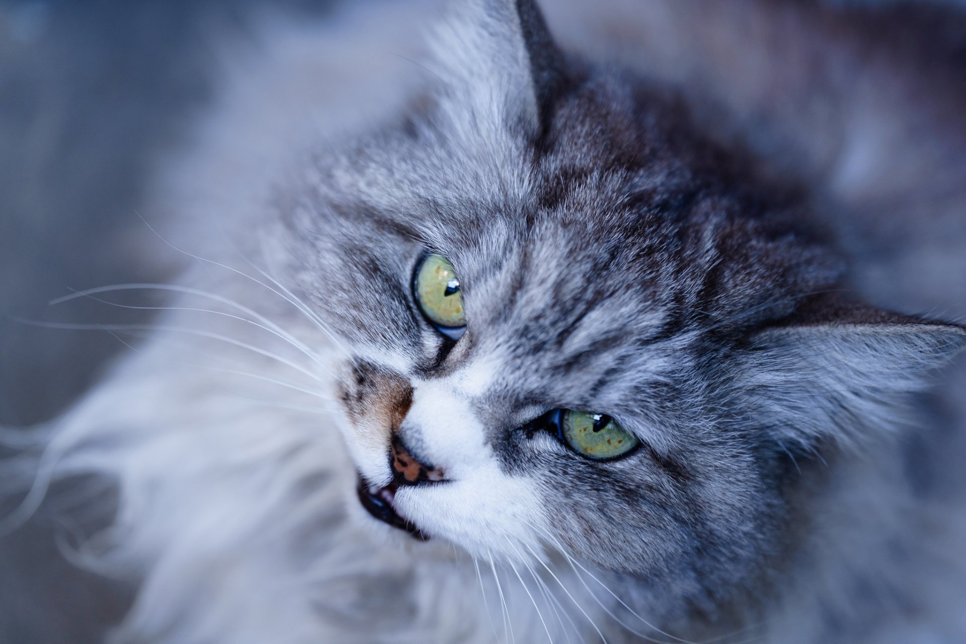 Mesmerizing Stare: HD Cat Portrait Wallpaper | 2048x1366 | Wallpaper Abyss