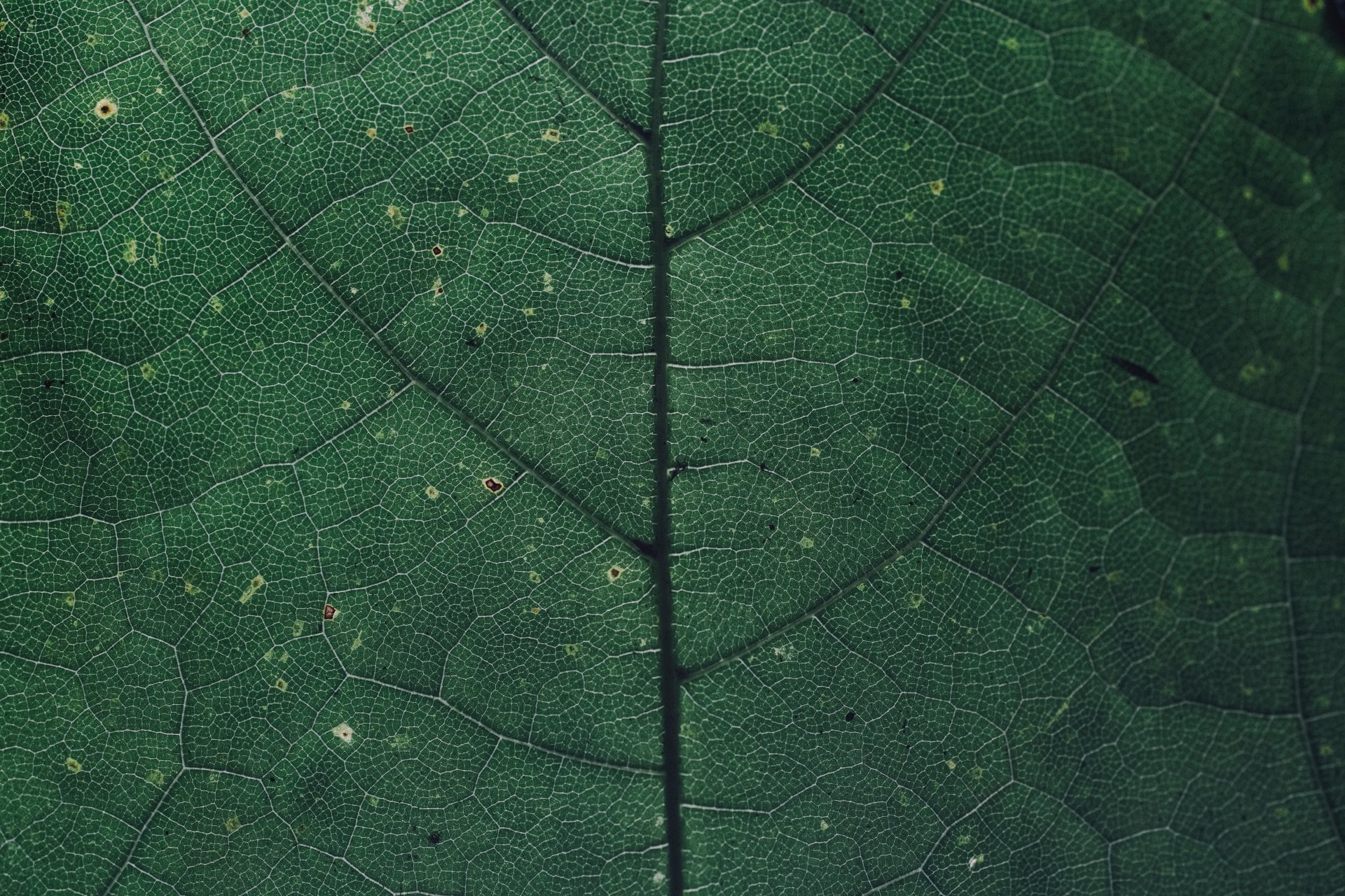Download Greenery Macro Nature Leaf 4k Ultra HD Wallpaper | 5760x3840 ...