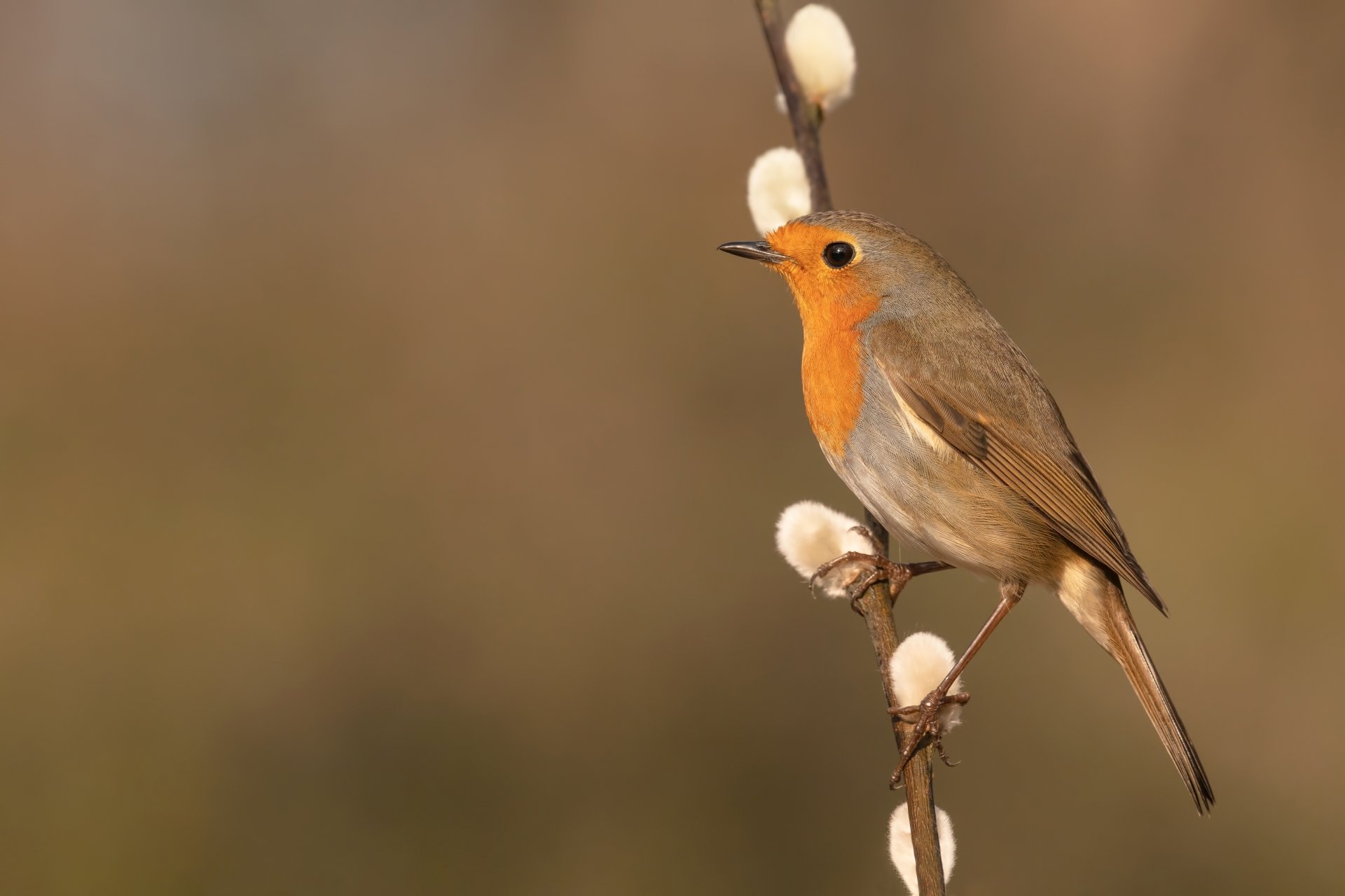 Ultra HD Robin - Willow Perch