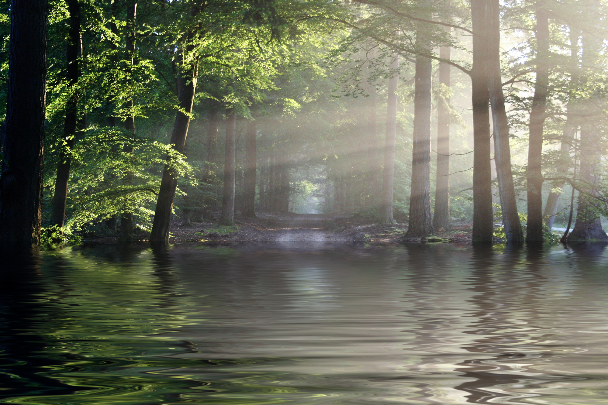 Download Sunlight Forest Tree Nature Swamp HD Wallpaper