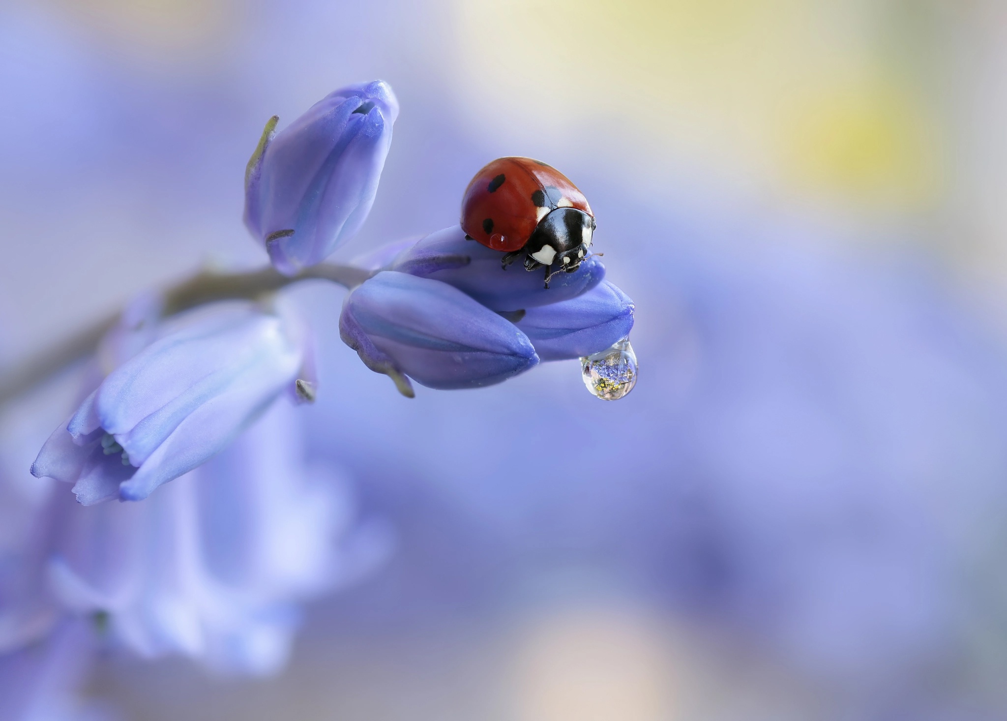 Download Flower Insect Macro Animal Ladybug HD Wallpaper
