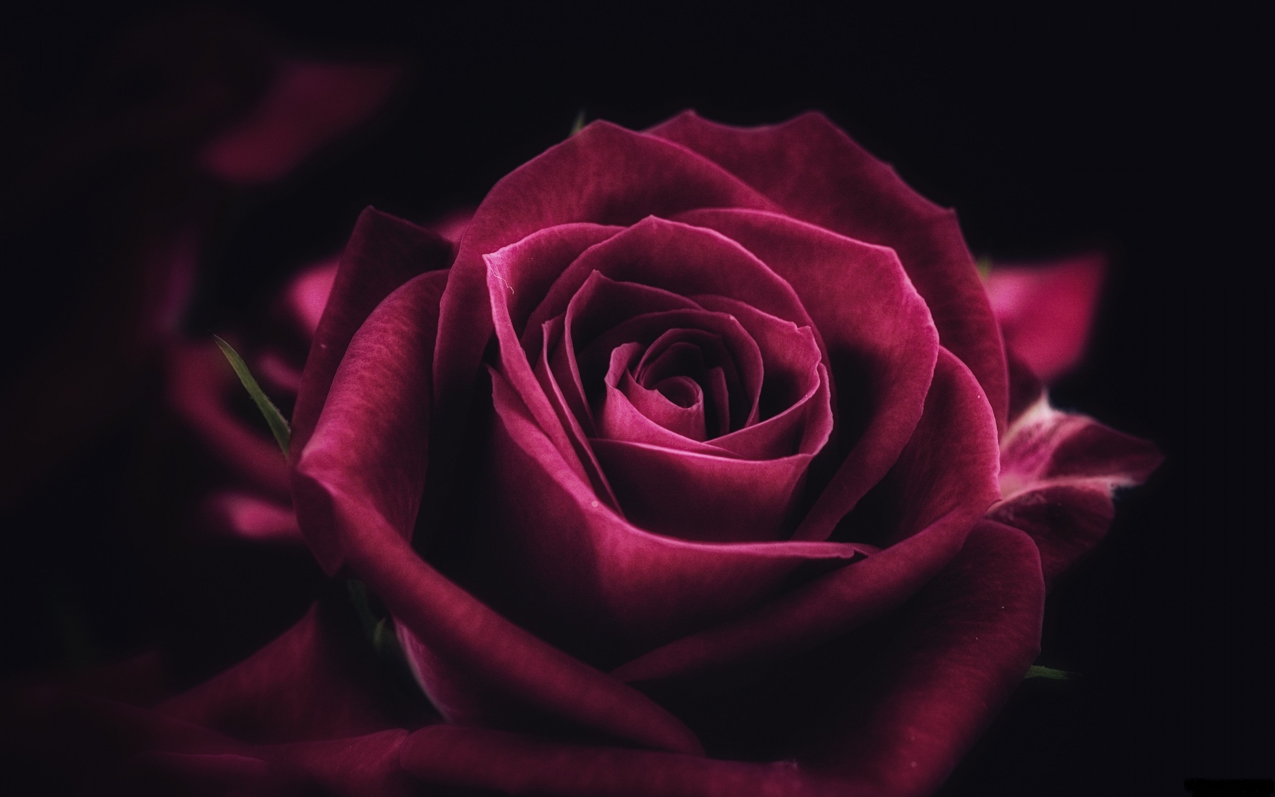 Download Flower Red Rose Nature Rose HD Wallpaper
