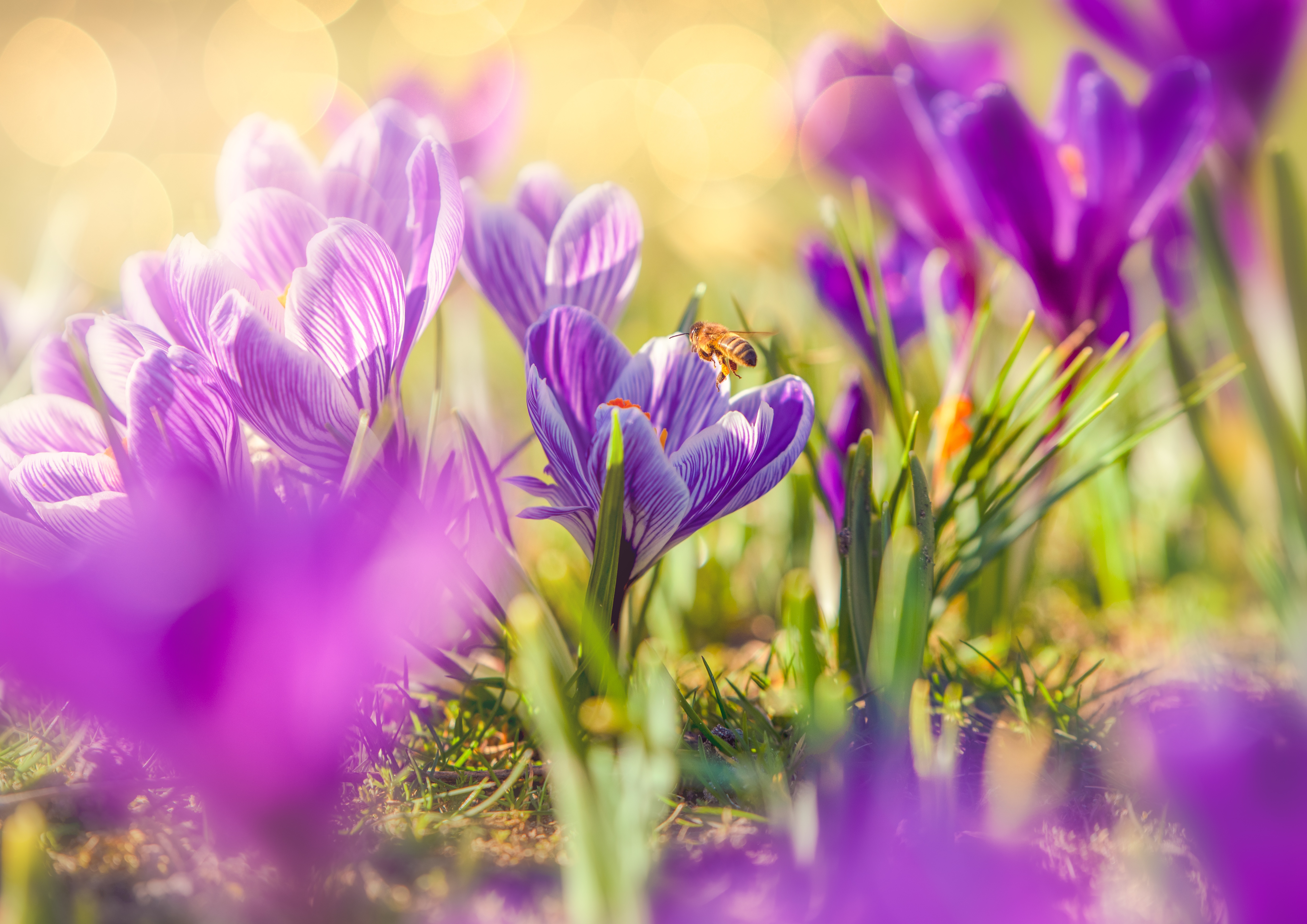 Hd Wallpaper Crocuses Field Vibrant Yellow Crocus In Spring 4K Ultra