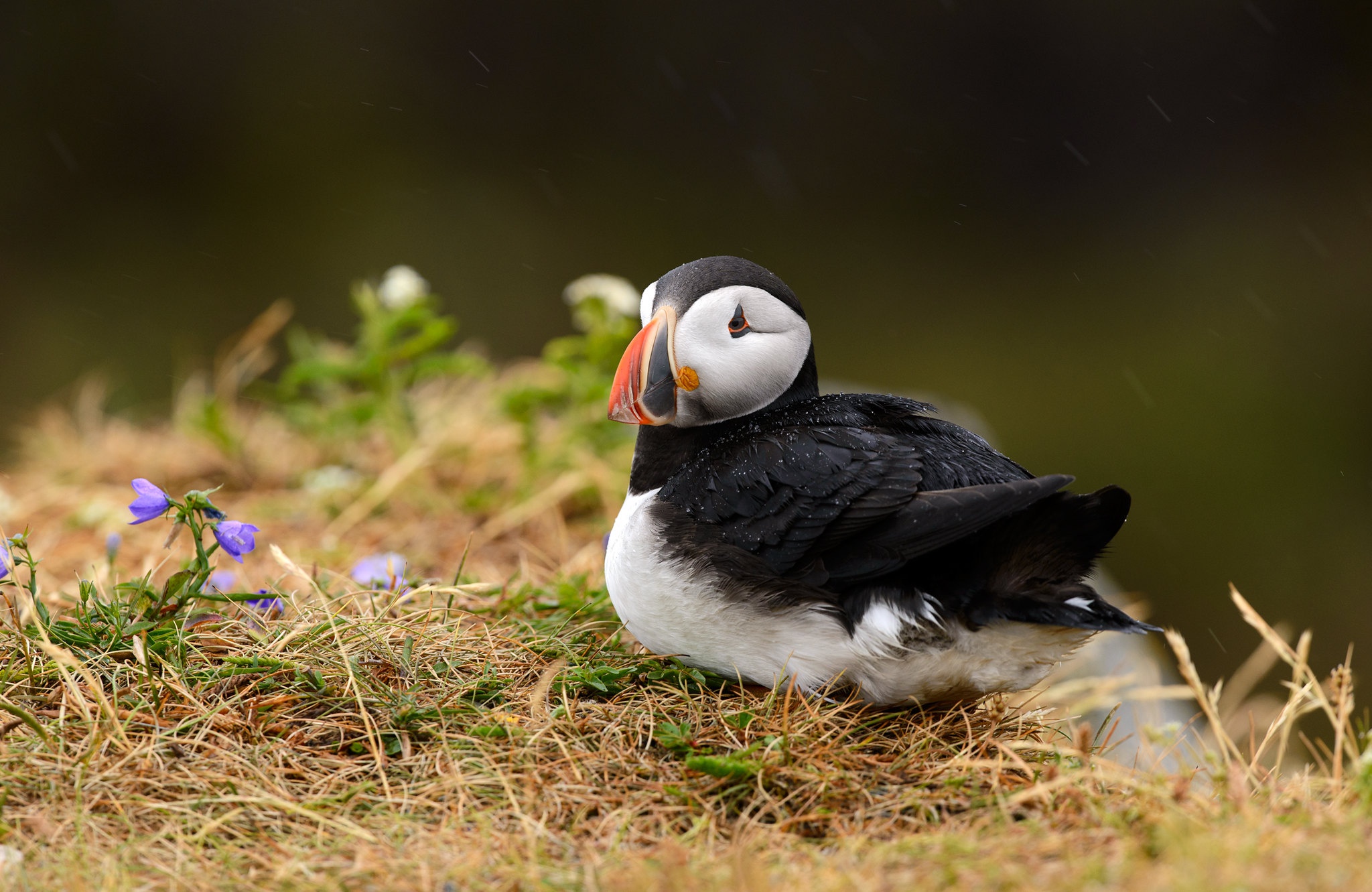 Download Bird Animal Puffin HD Wallpaper
