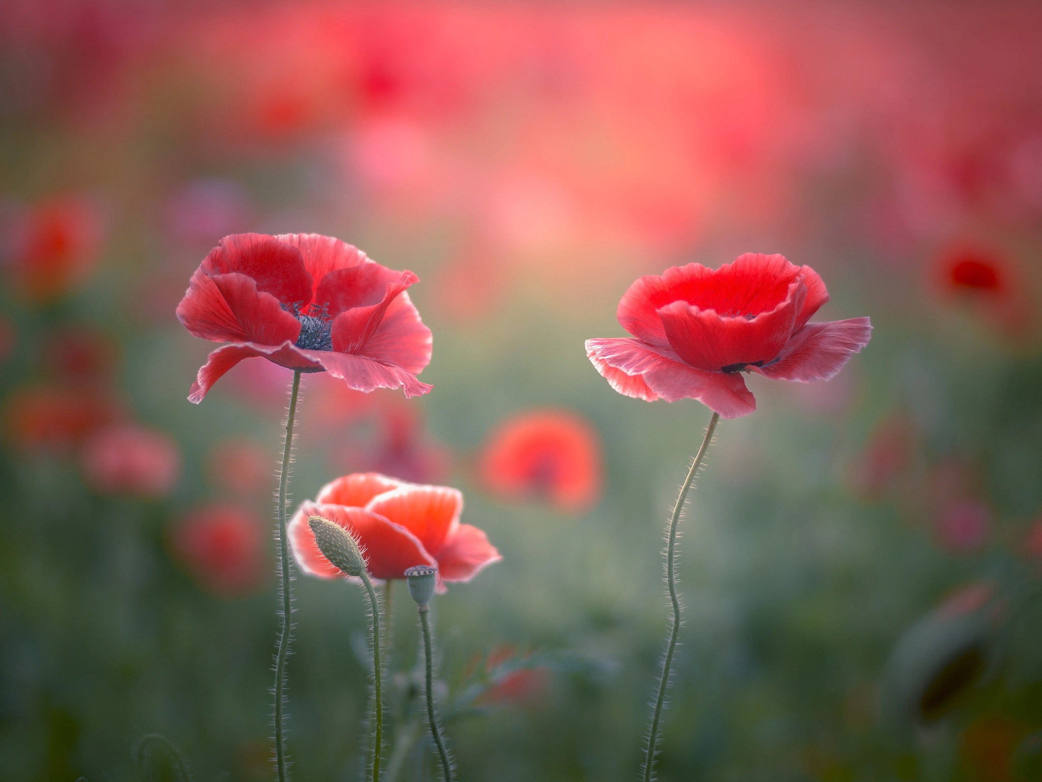 Vibrant Red Poppies in Summer Glow – HD Nature Close-Up Wallpaper