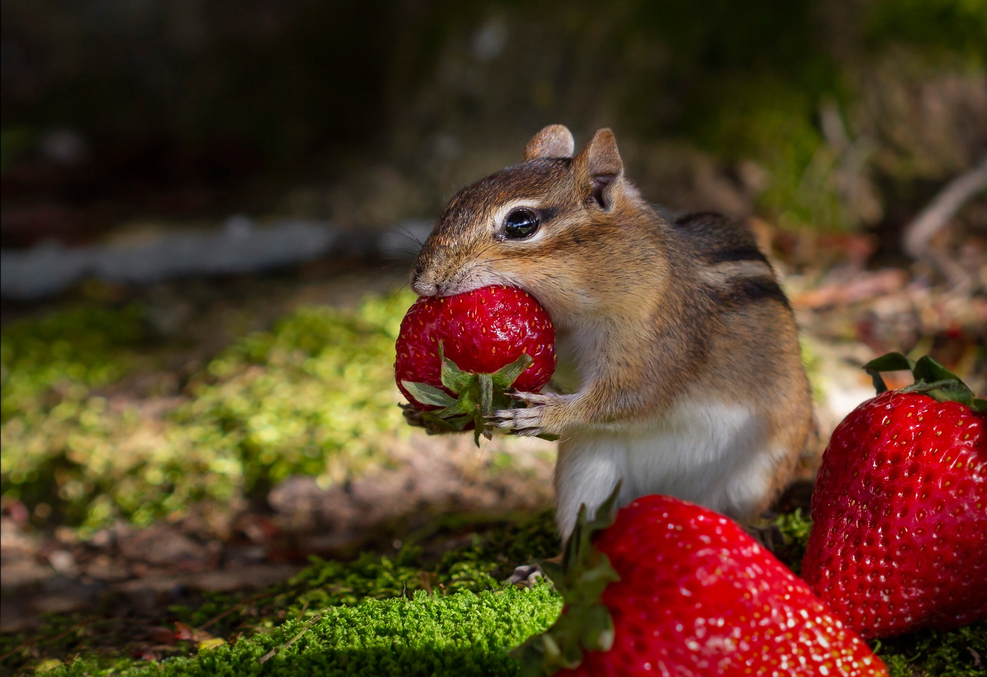 Download Rodent Strawberry Berry Animal Chipmunk HD Wallpaper