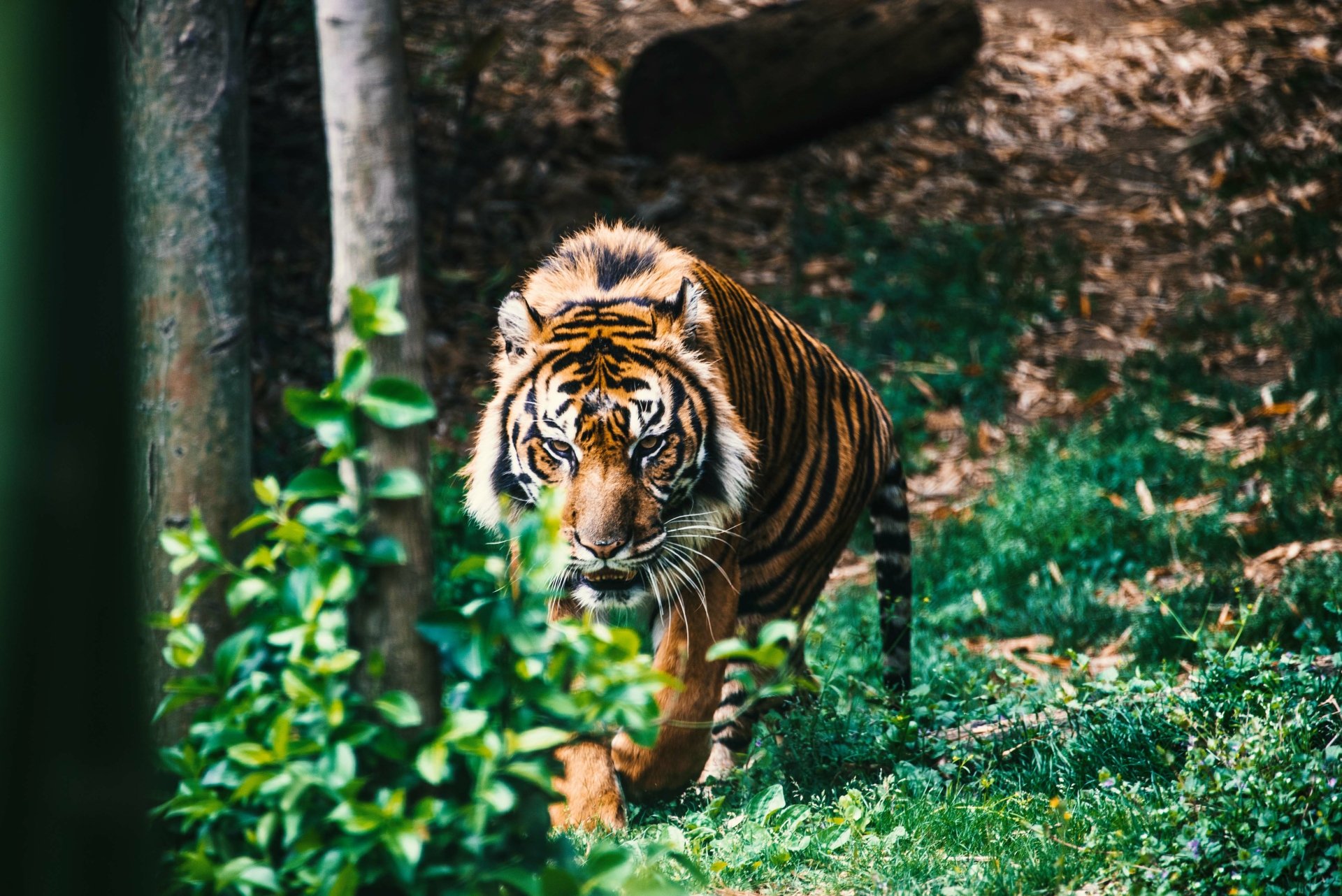 Download Animal Tiger 4k Ultra HD Wallpaper | 4494x3000 | Wallpaper Abyss