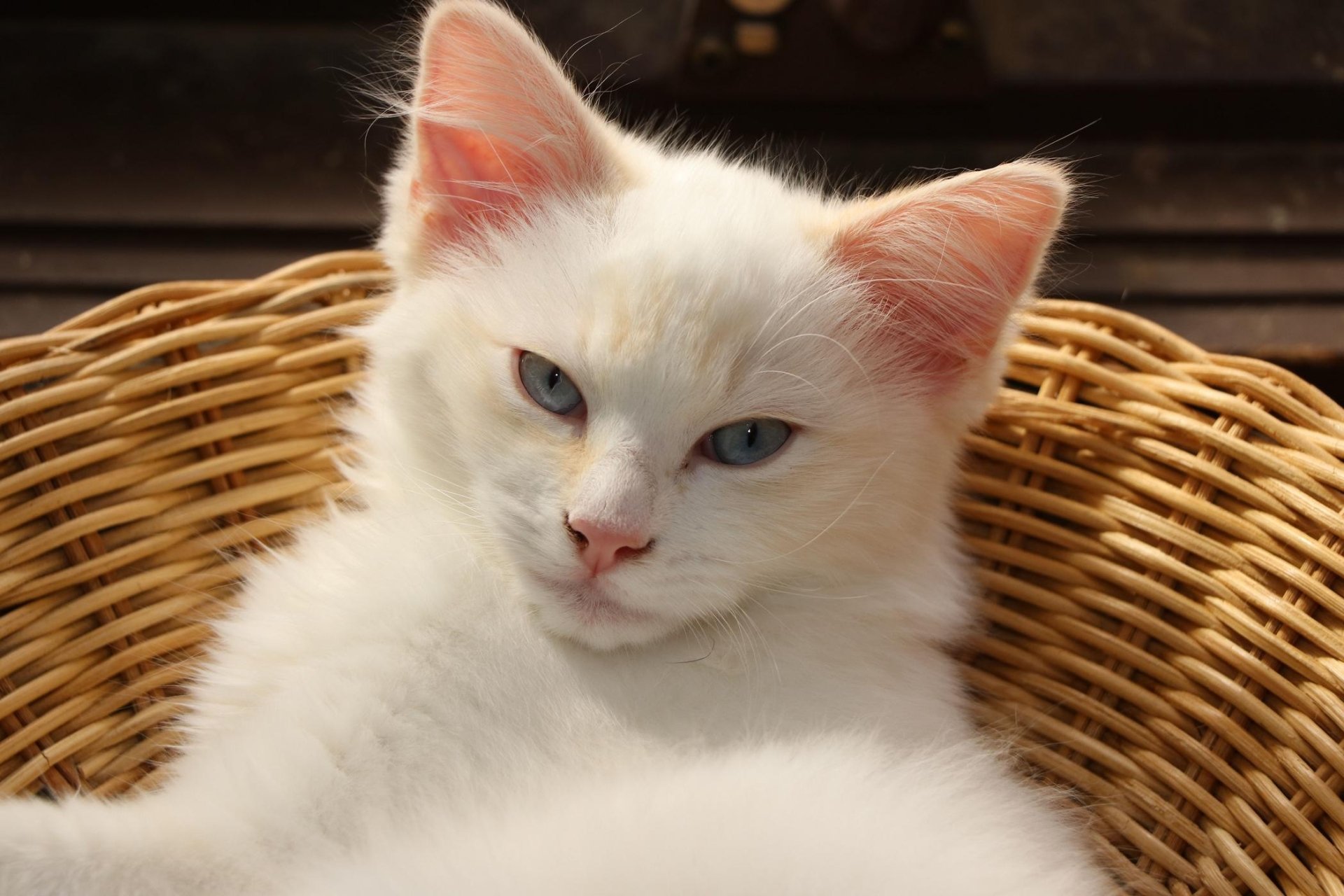 HD Close-Up of a White Cat’s Intense Stare | 2100x1400 | Wallpaper Abyss