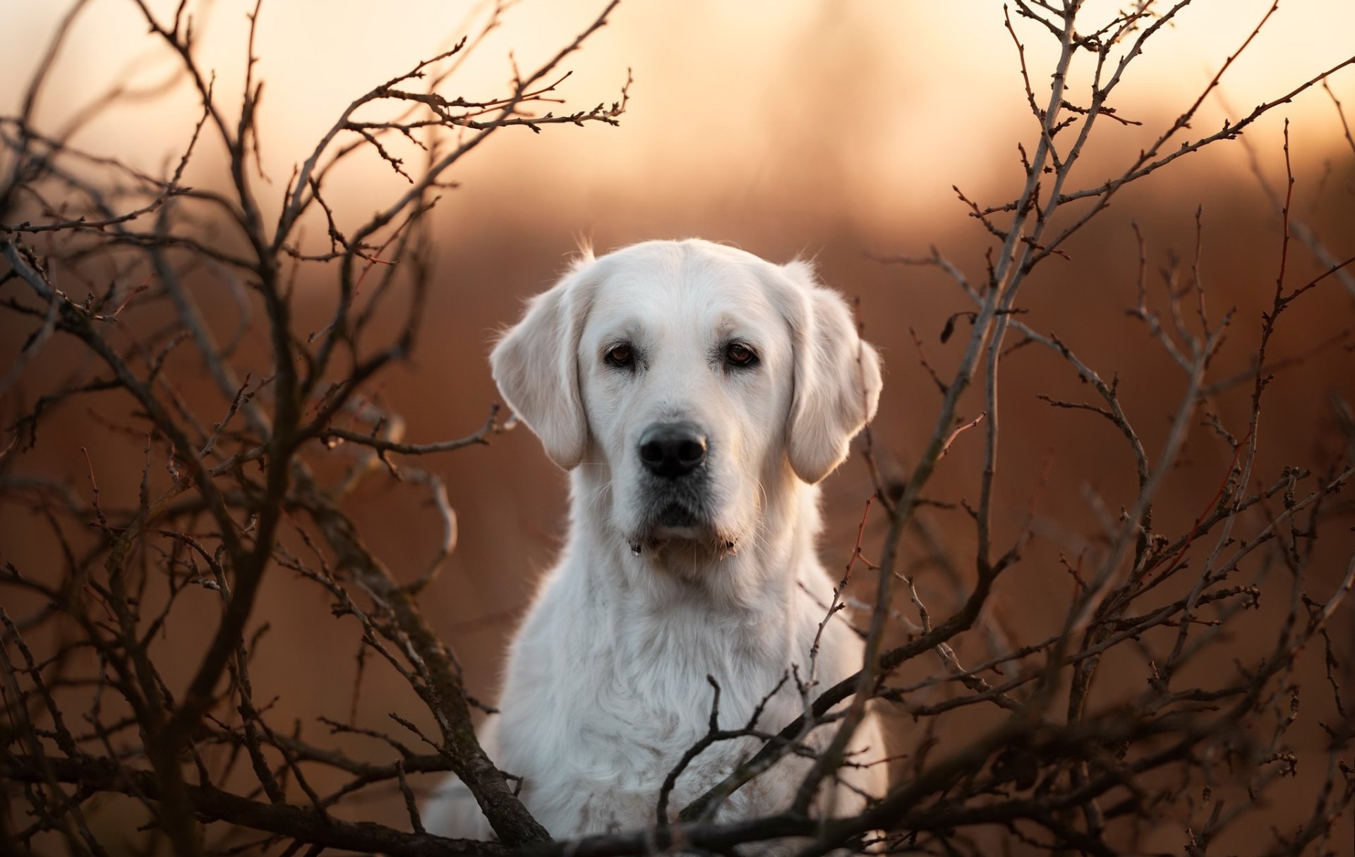 Sunset Sentinel - Golden Retriever HD Wallpaper | 2048x1296 | Wallpaper ...