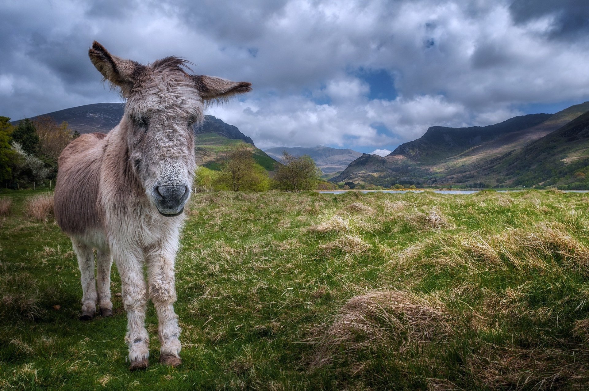 Download Animal Donkey HD Wallpaper