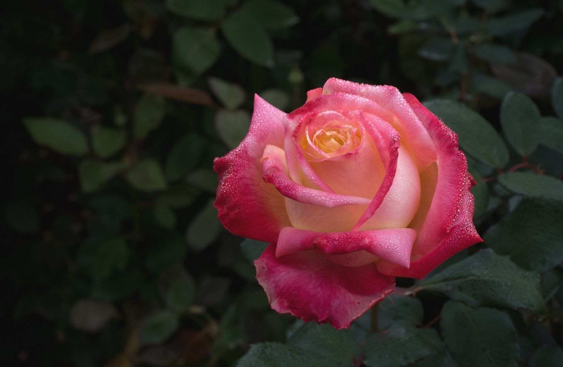 Download Flower Nature Rose HD Wallpaper