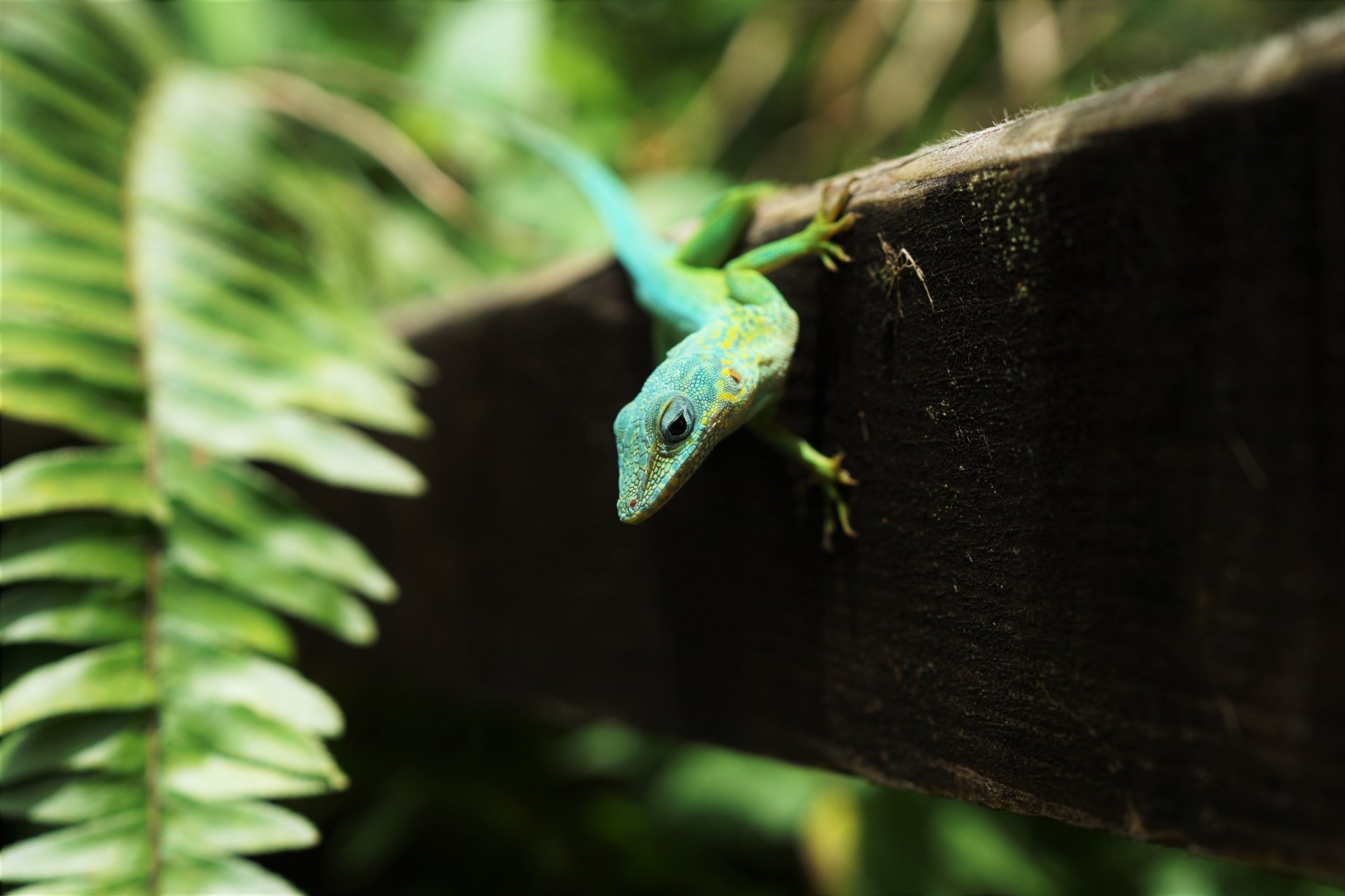 4K Ultra HD Vivid Lizard Close-Up: Nature’s Reptile Charm