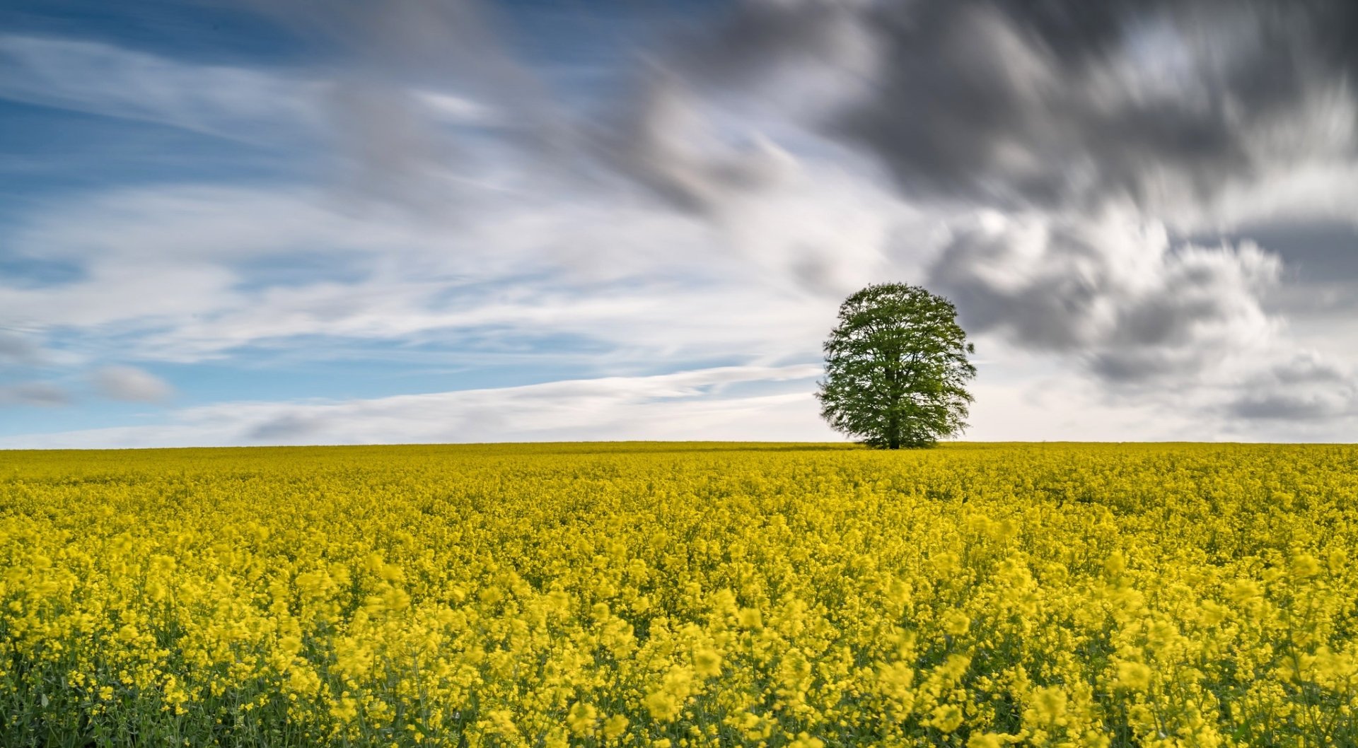 Download Cloud Yellow Flower Field Summer Tree Nature Rapeseed HD Wallpaper