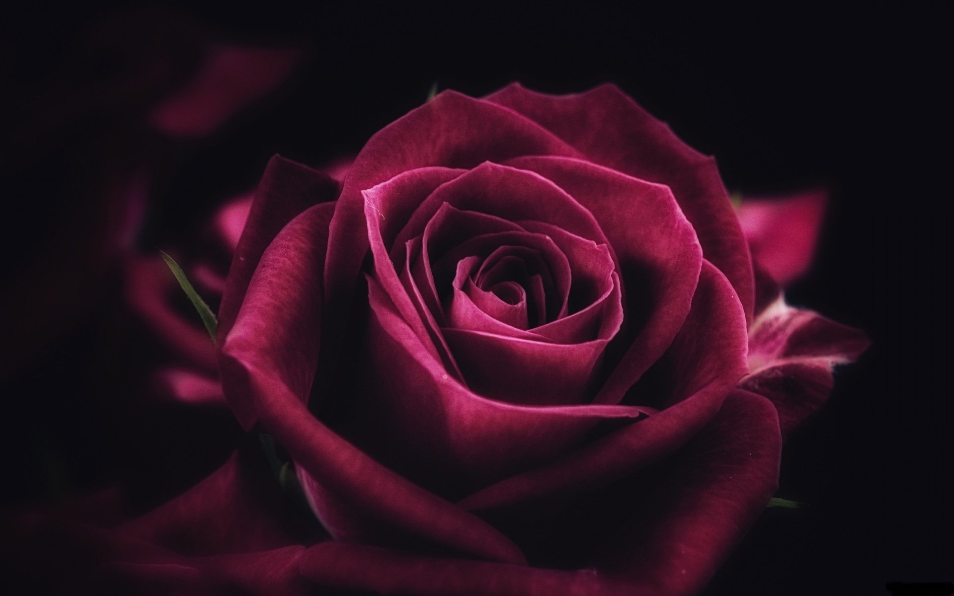 Download Flower Red Rose Nature Rose HD Wallpaper