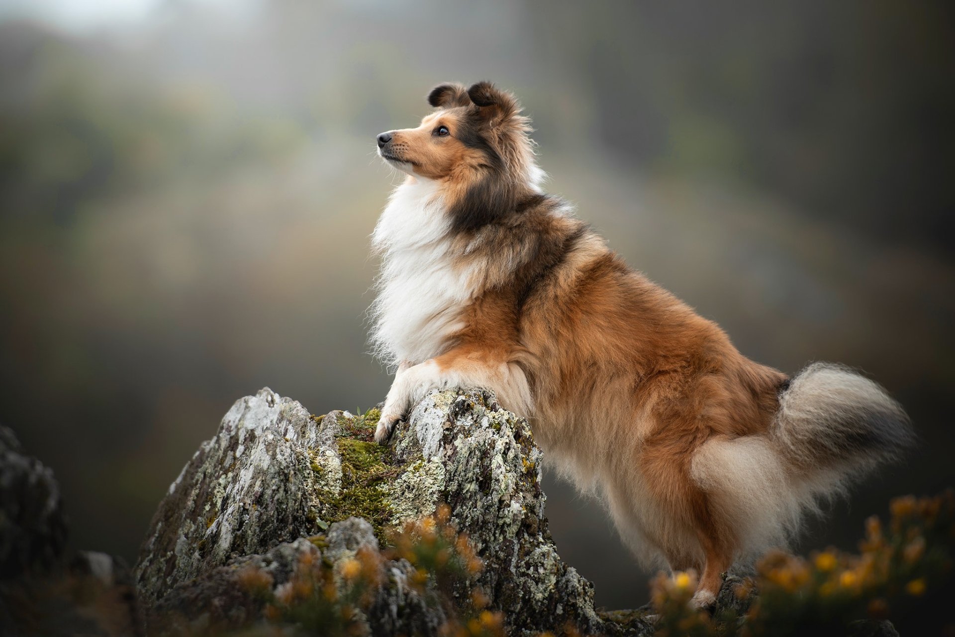 Download Dog Animal Shetland Sheepdog HD Wallpaper | 2048x1365 ...