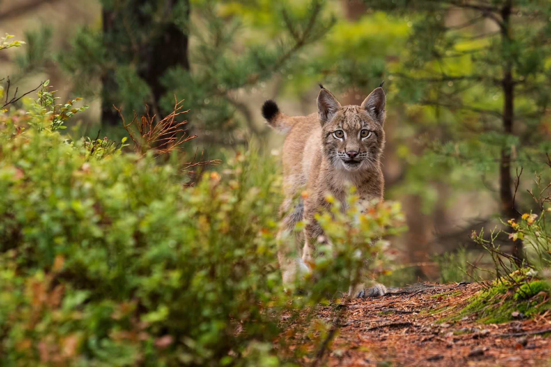Animal Lynx 4k Ultra HD Wallpaper
