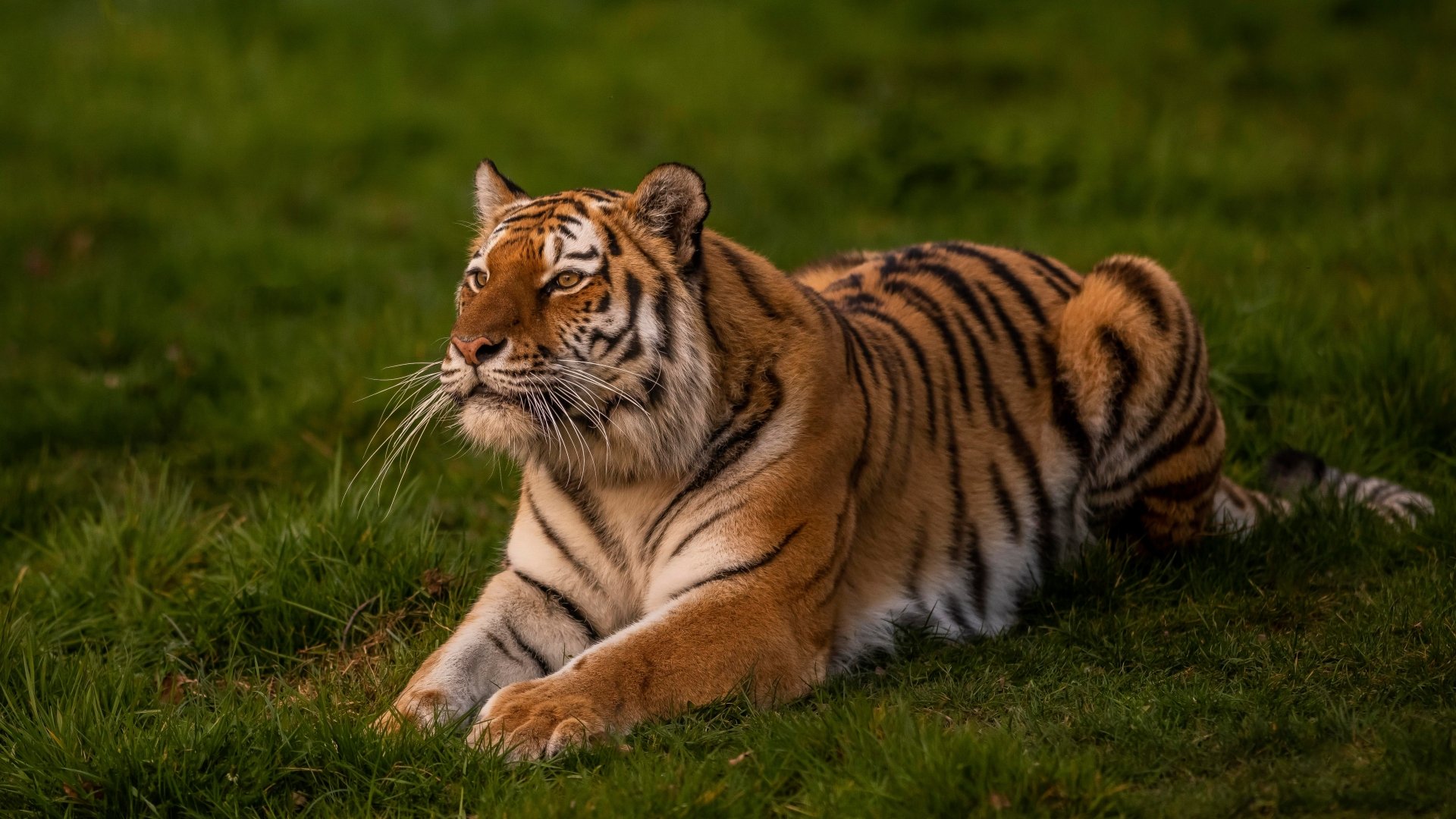 Majestic Tiger in Ultra HD 4K – Stunning Wildlife Wallpaper | 5552x3123 ...
