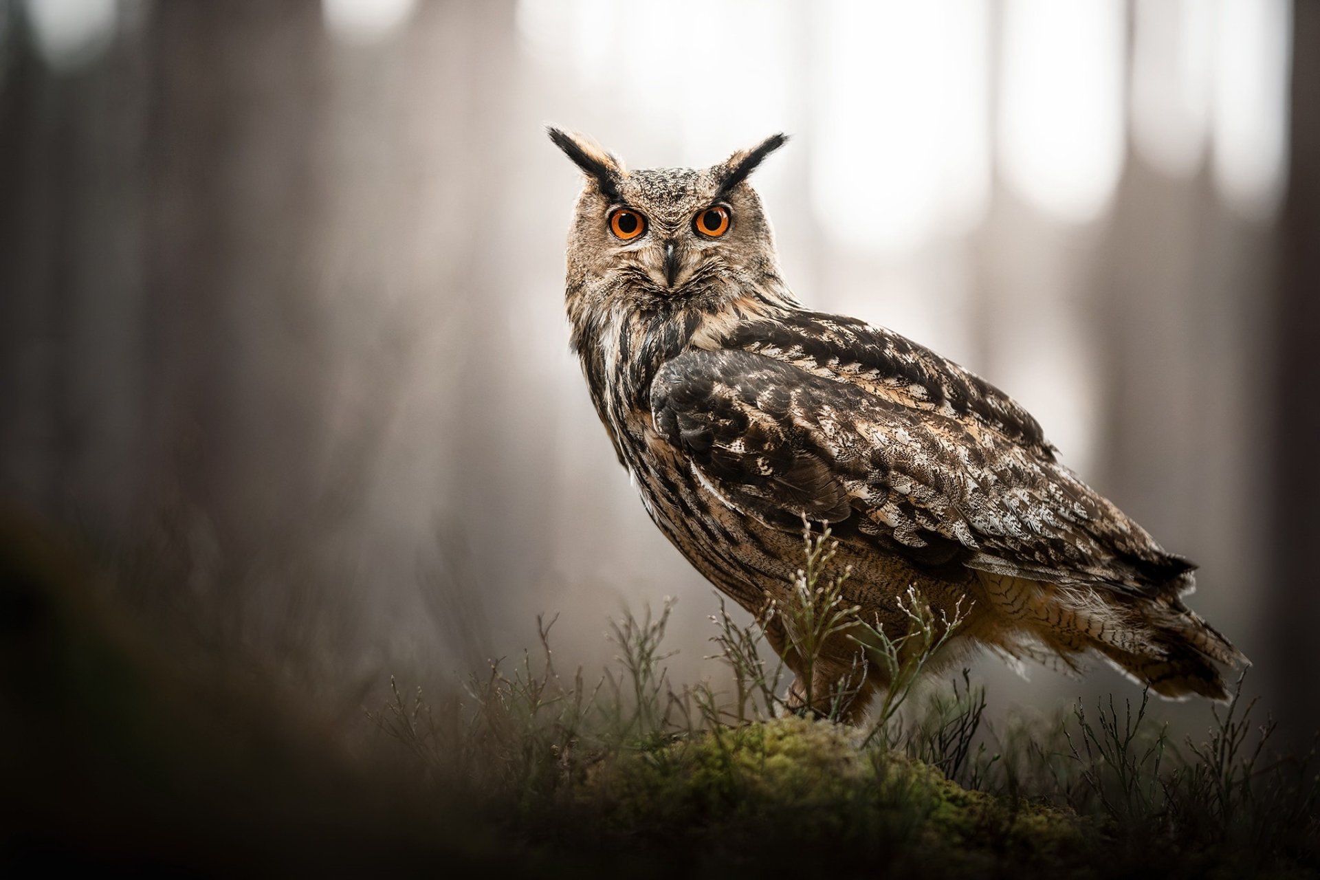 Download Bird Owl Animal Great Horned Owl HD Wallpaper