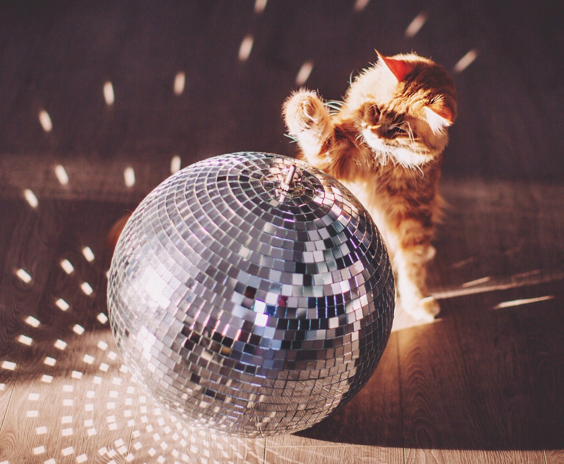Download Disco Animal Cat HD Wallpaper