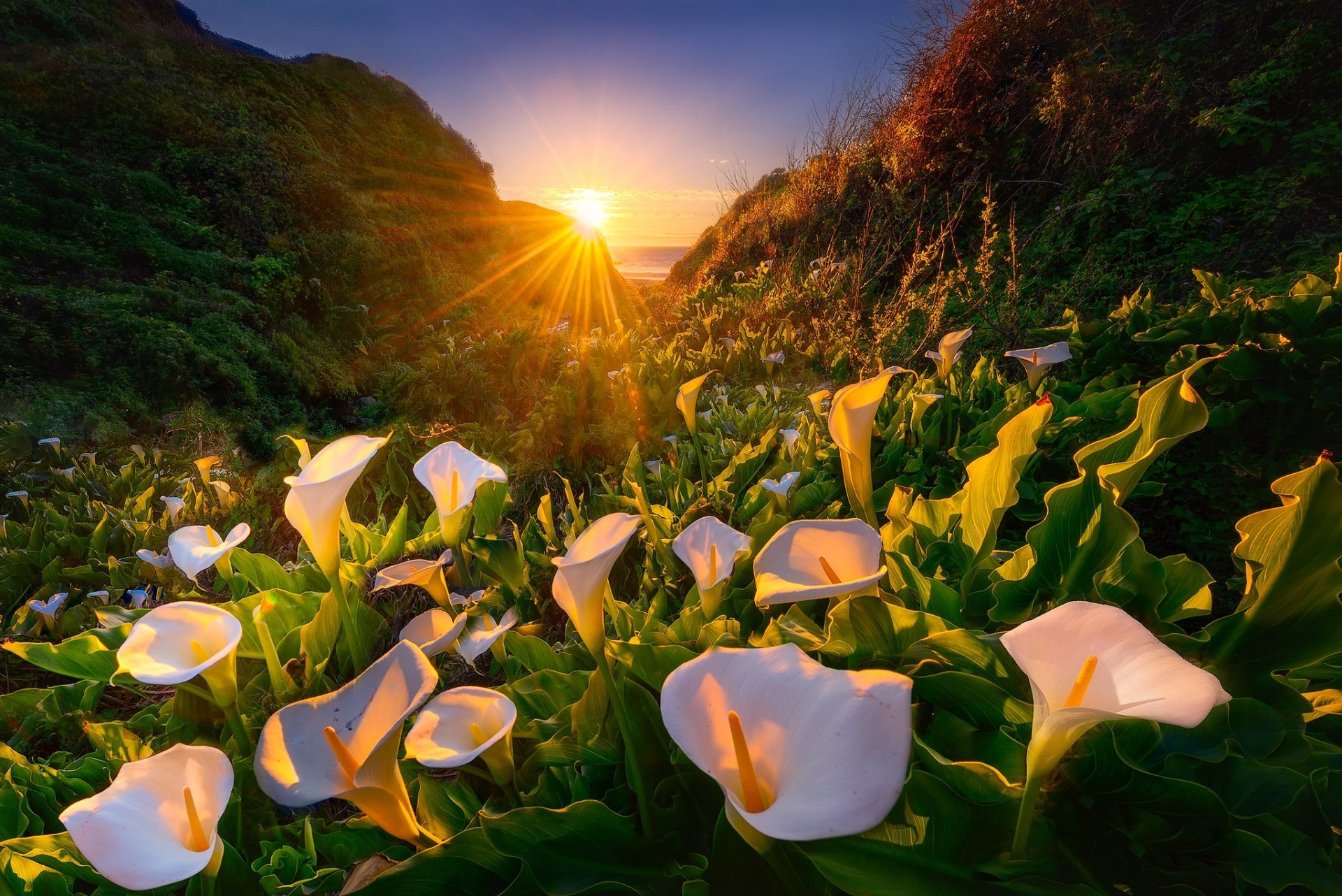 Sunlit Calla Lilies — HD Nature Wallpaper