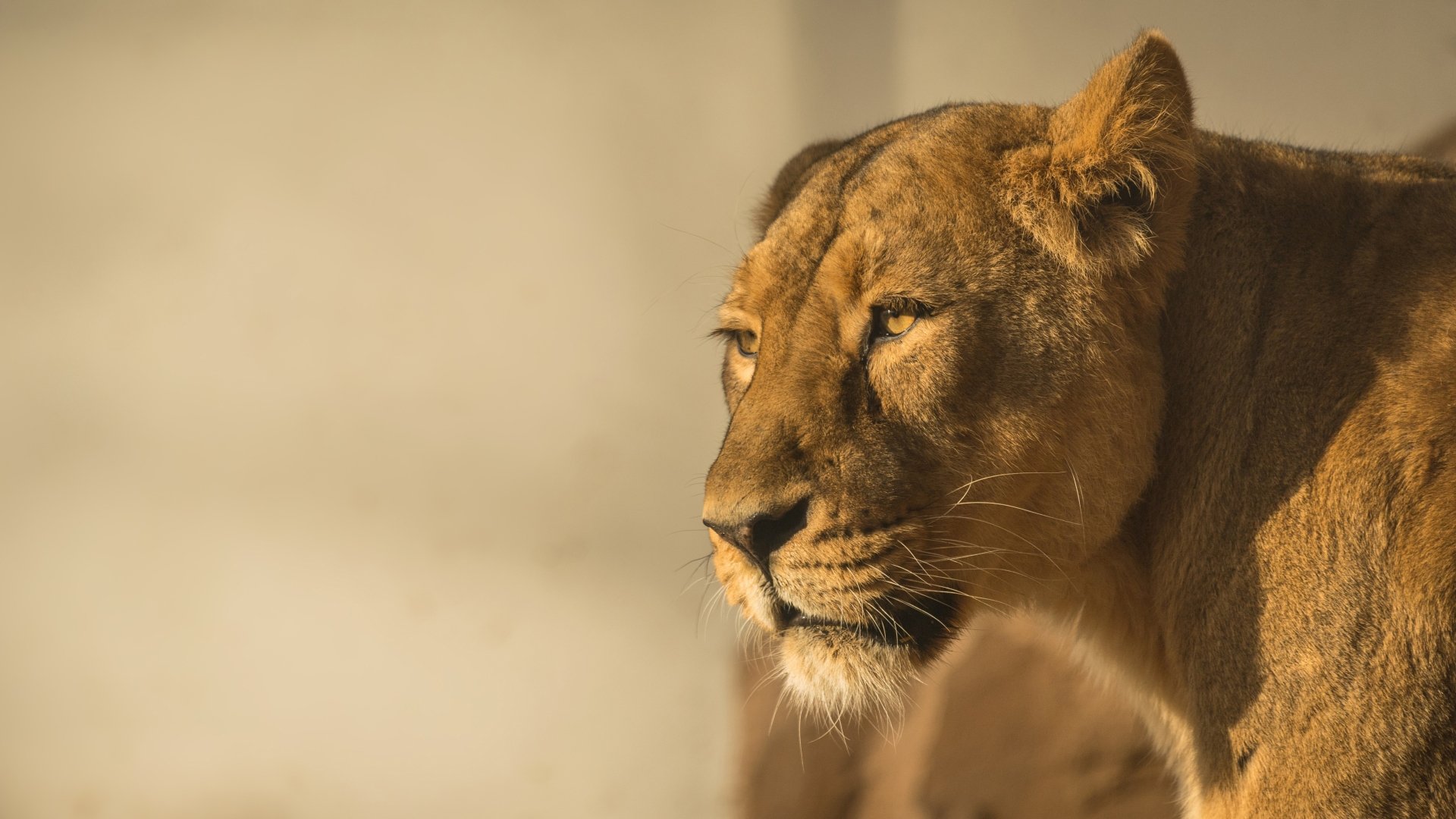 Download Animal Lion 4k Ultra HD Wallpaper | 4514x2539 | Wallpaper Abyss