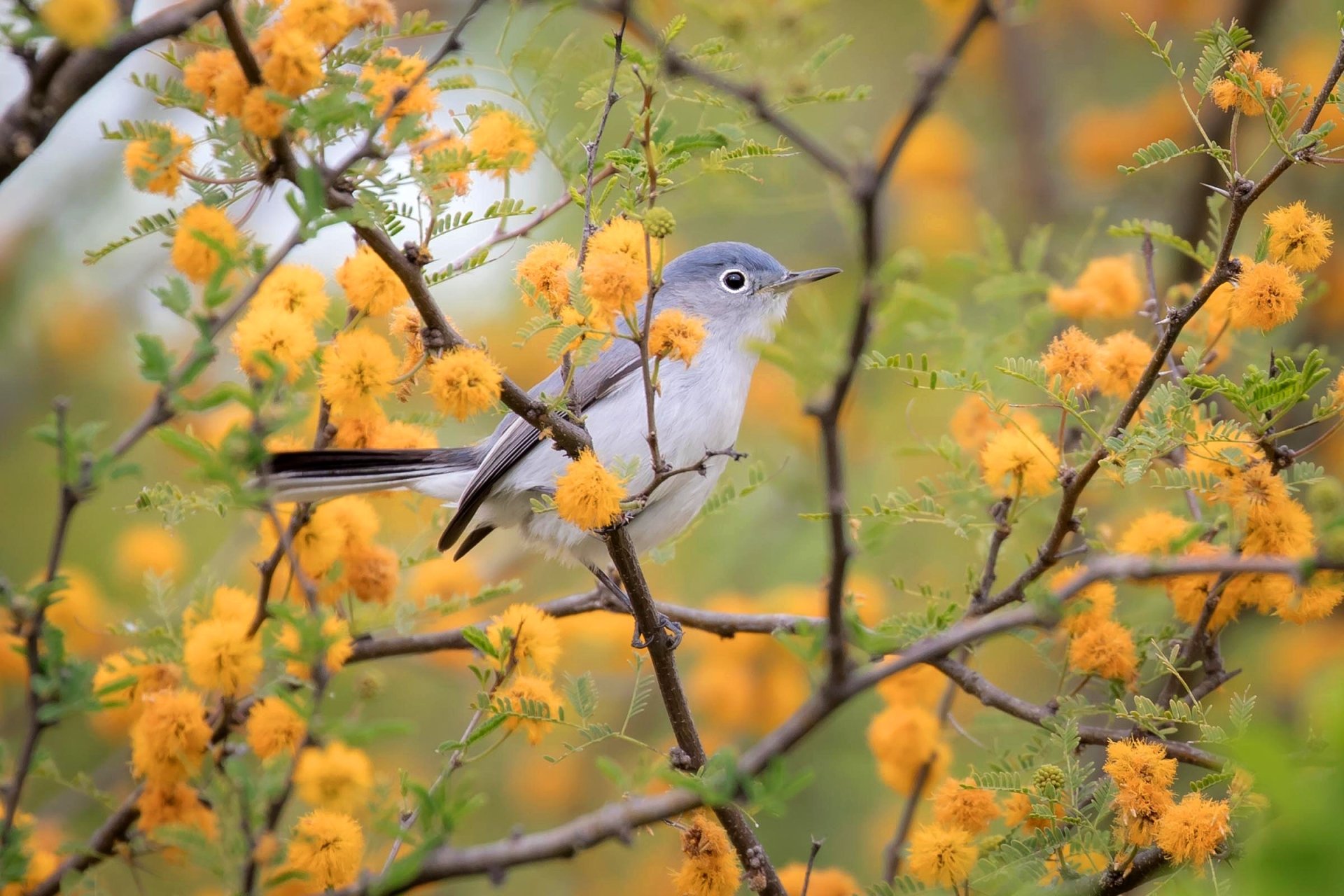 Spring Serenity: Bird Perched on Blossoming Branch HD Wallpaper