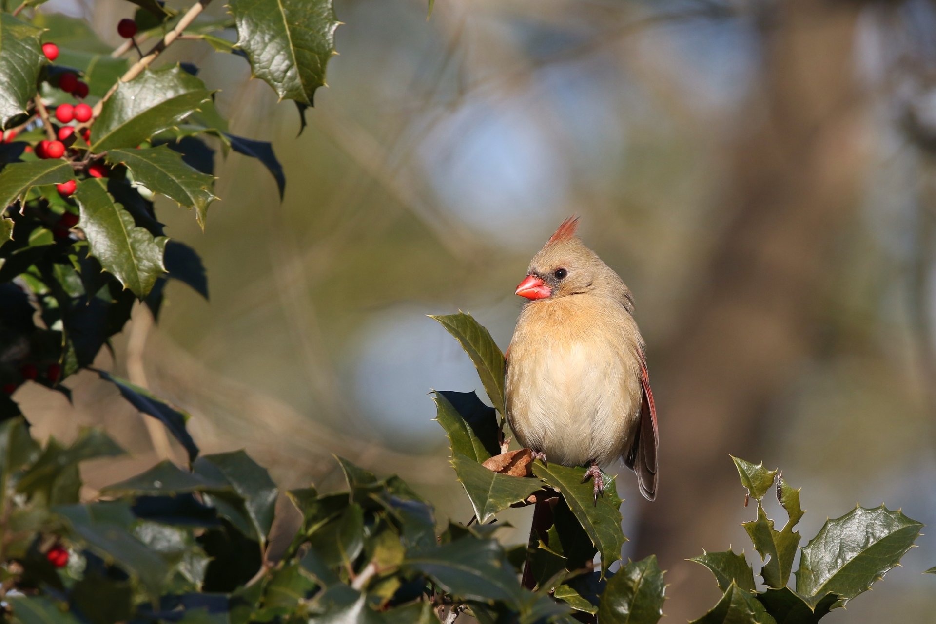 Download Bird Cardinal Animal Northern Cardinal HD Wallpaper