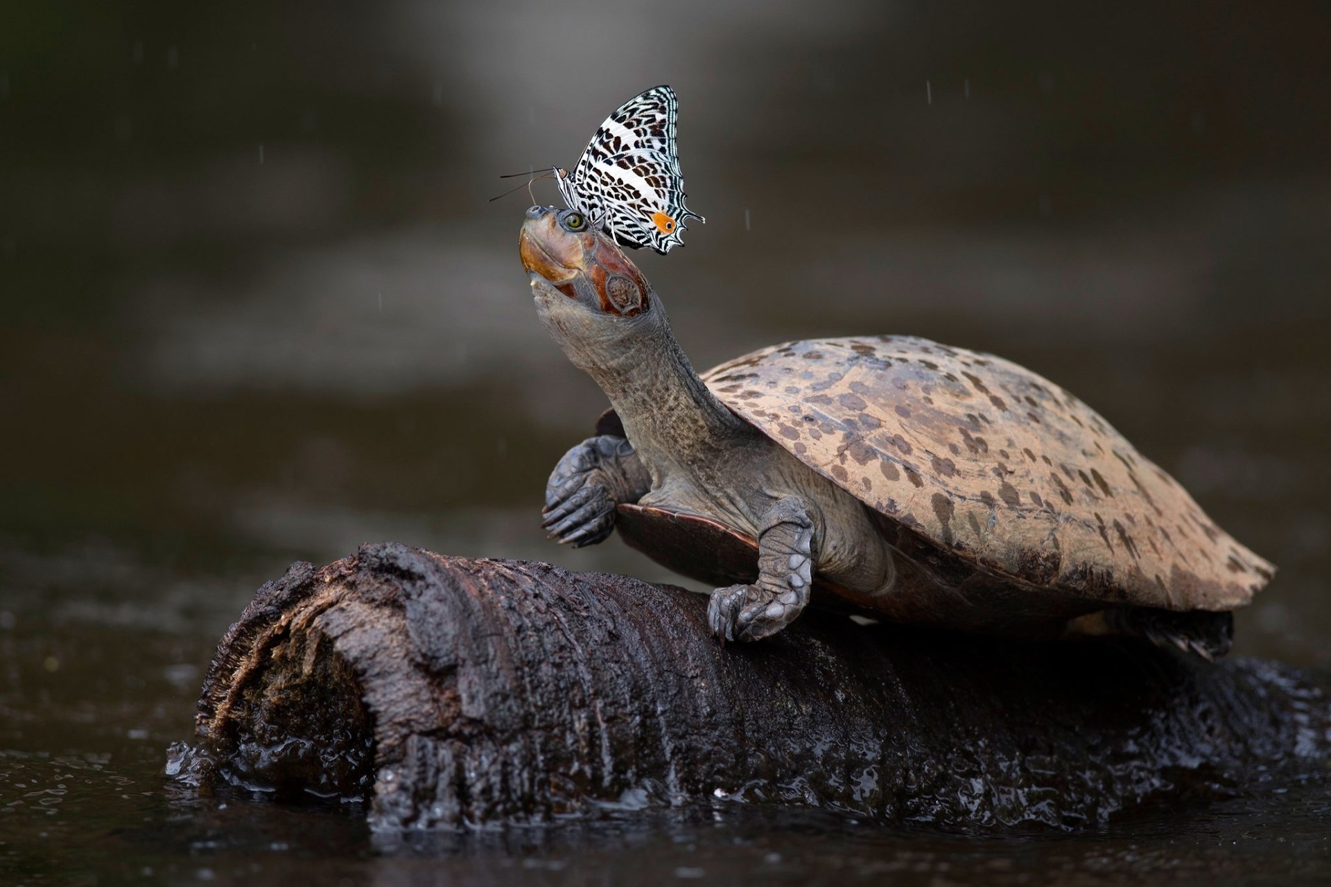HD Wildlife Harmony: Turtle Meets Butterfly in Nature's Embrace