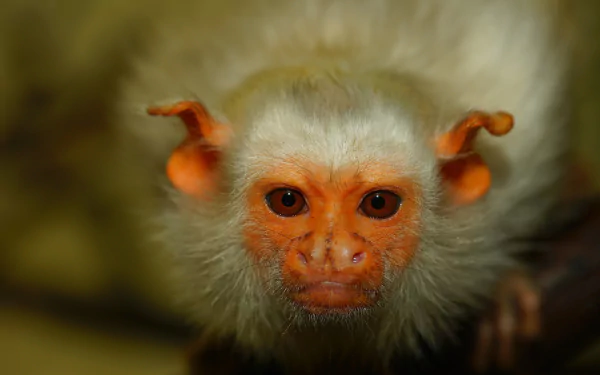 Marmoset Wallpapers