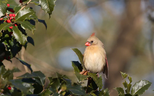 Northern Cardinal 4k Wallpapers