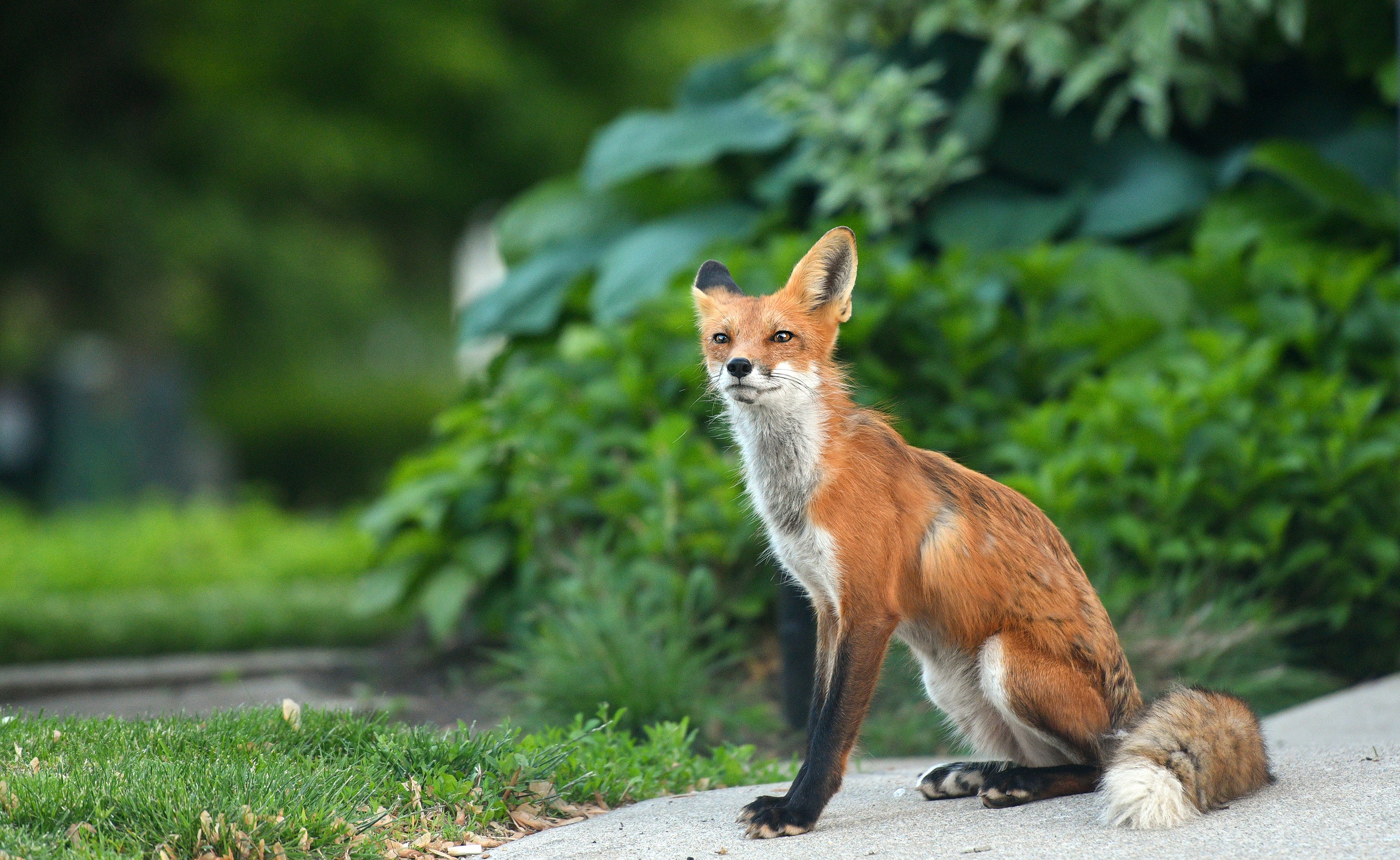 Download Animal Fox HD Wallpaper