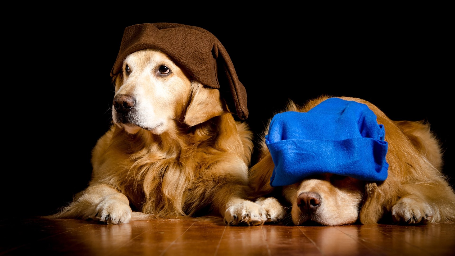 Download Dog Animal Golden Retriever 4k Ultra HD Wallpaper | 3840x2160 ...
