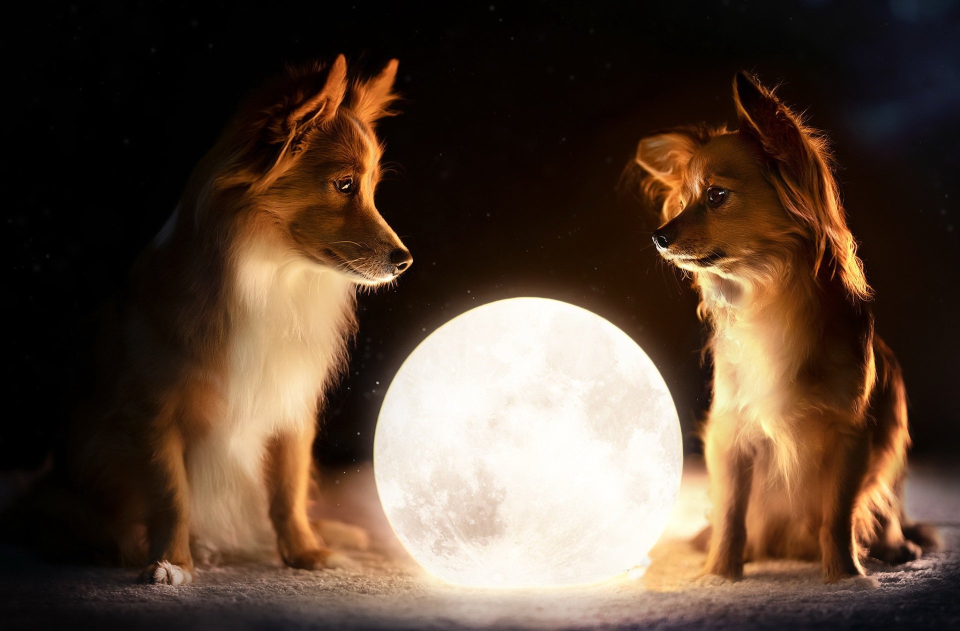 Download Moon Manipulation Animal Dog HD Wallpaper