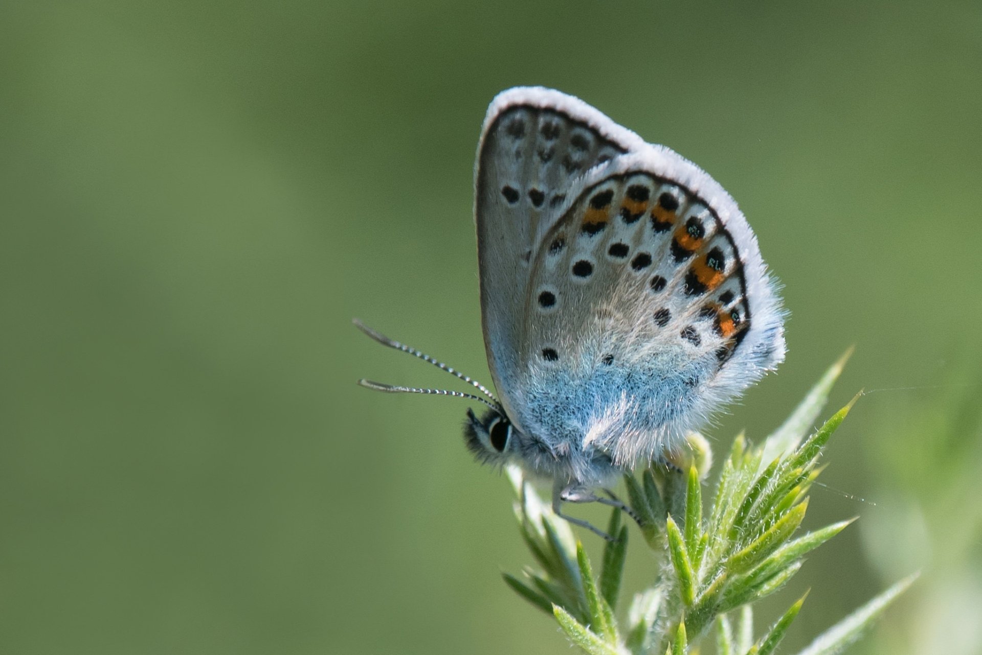 Download Macro Insect Animal Butterfly HD Wallpaper | 2048x1367 ...