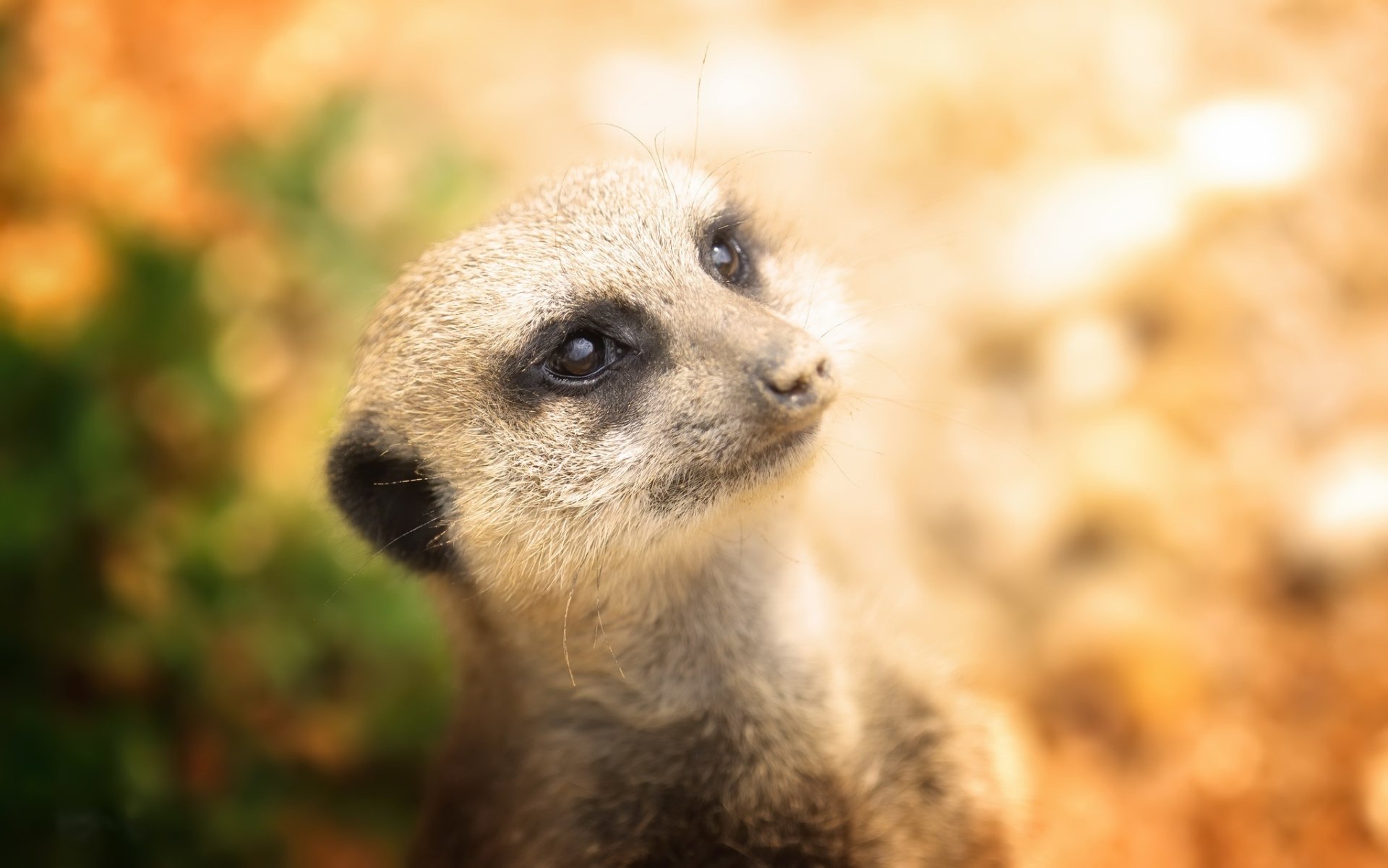 Download Animal Meerkat HD Wallpaper