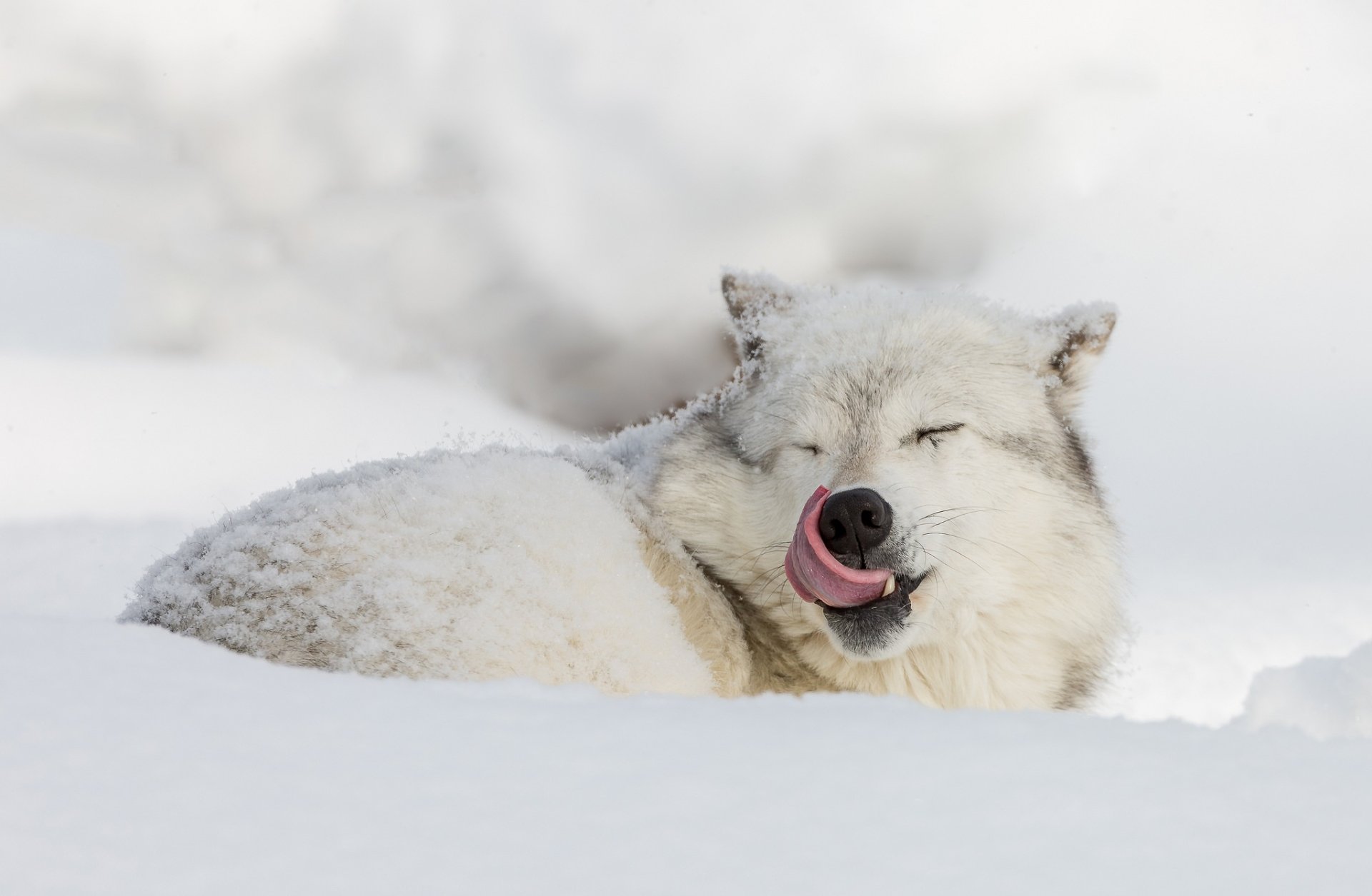 Download Snow Winter Animal Wolf Winter Animals HD Wallpaper ...