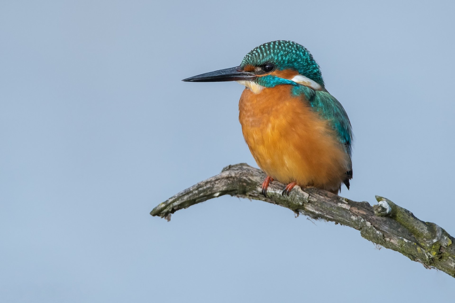 Common (Eurasian) (Small Blue) Kingfisher - alcedo atthis