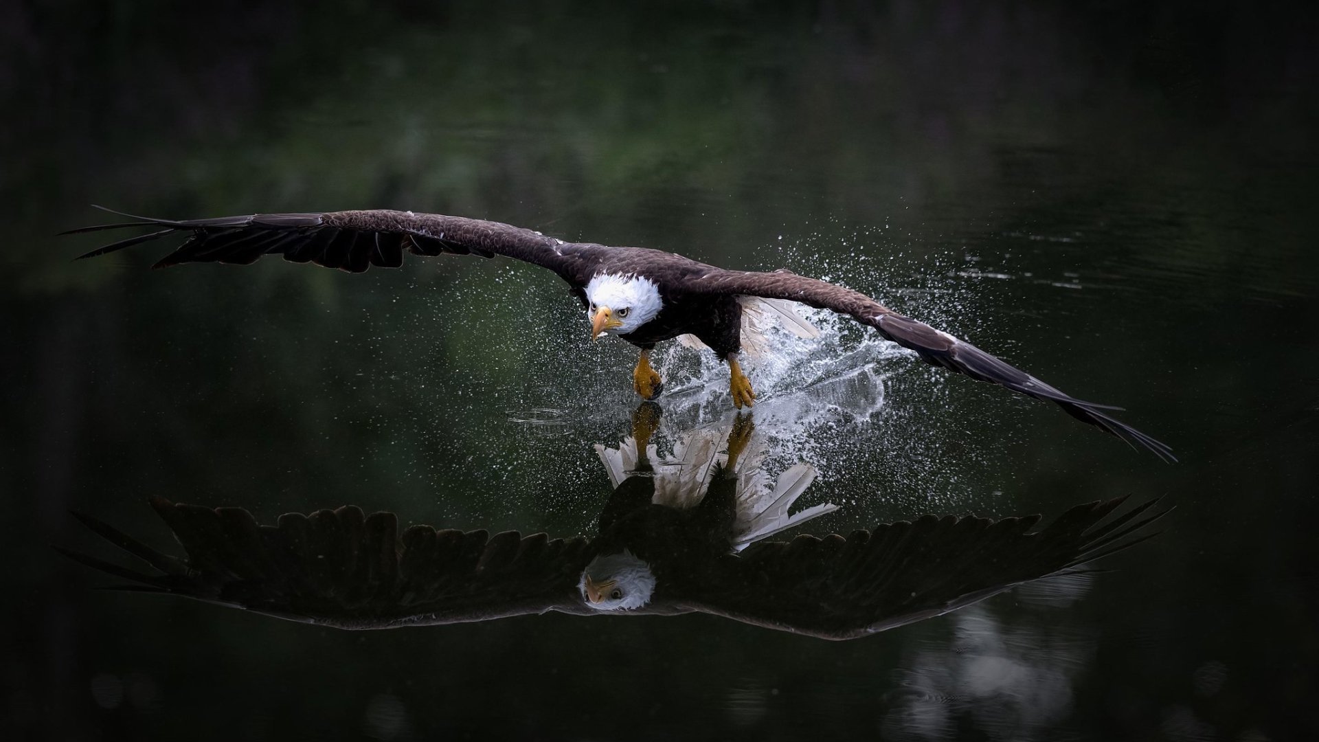 Majestic Bald Eagle in Flight: Stunning Reflection HD Wallpaper