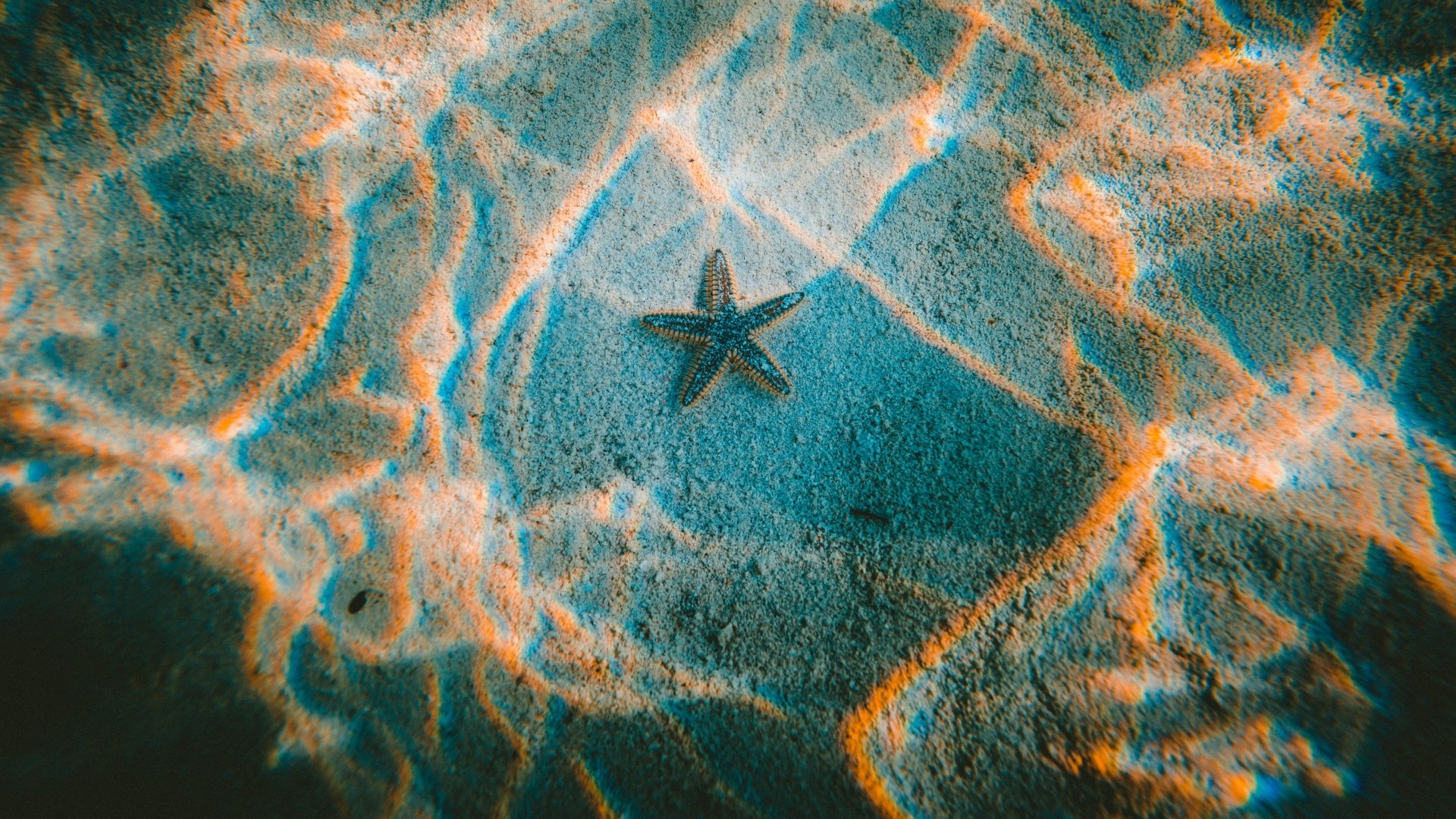 Download Underwater Animal Starfish 4k Ultra HD Wallpaper
