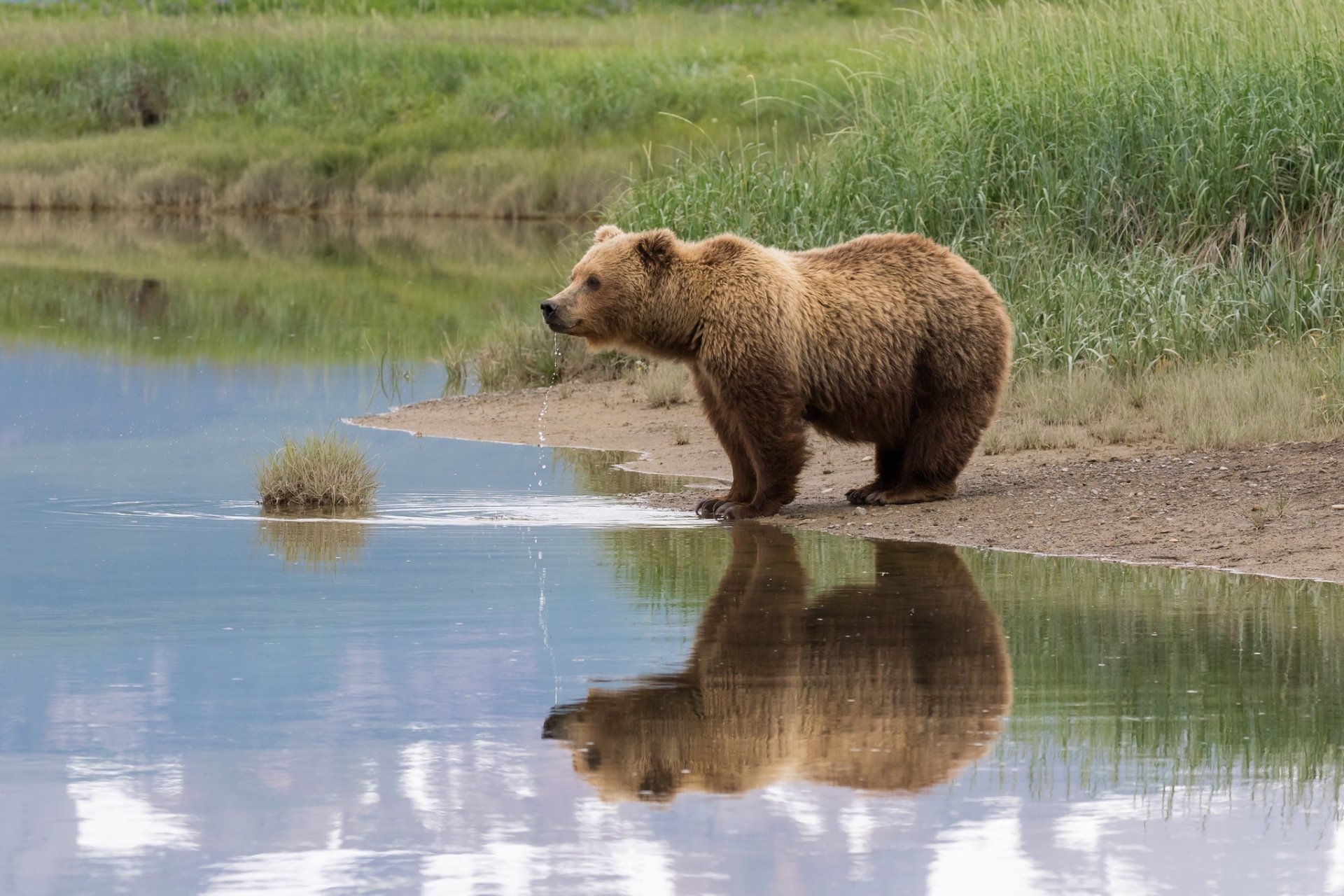 Majestic Bear Reflection | HD Wildlife Wallpaper