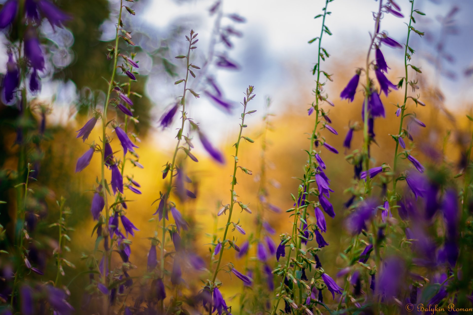 Download Nature Flower 4k Ultra HD Wallpaper by Vergilius