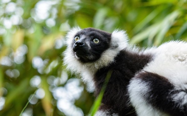 [30+] Lemur 4k Wallpapers