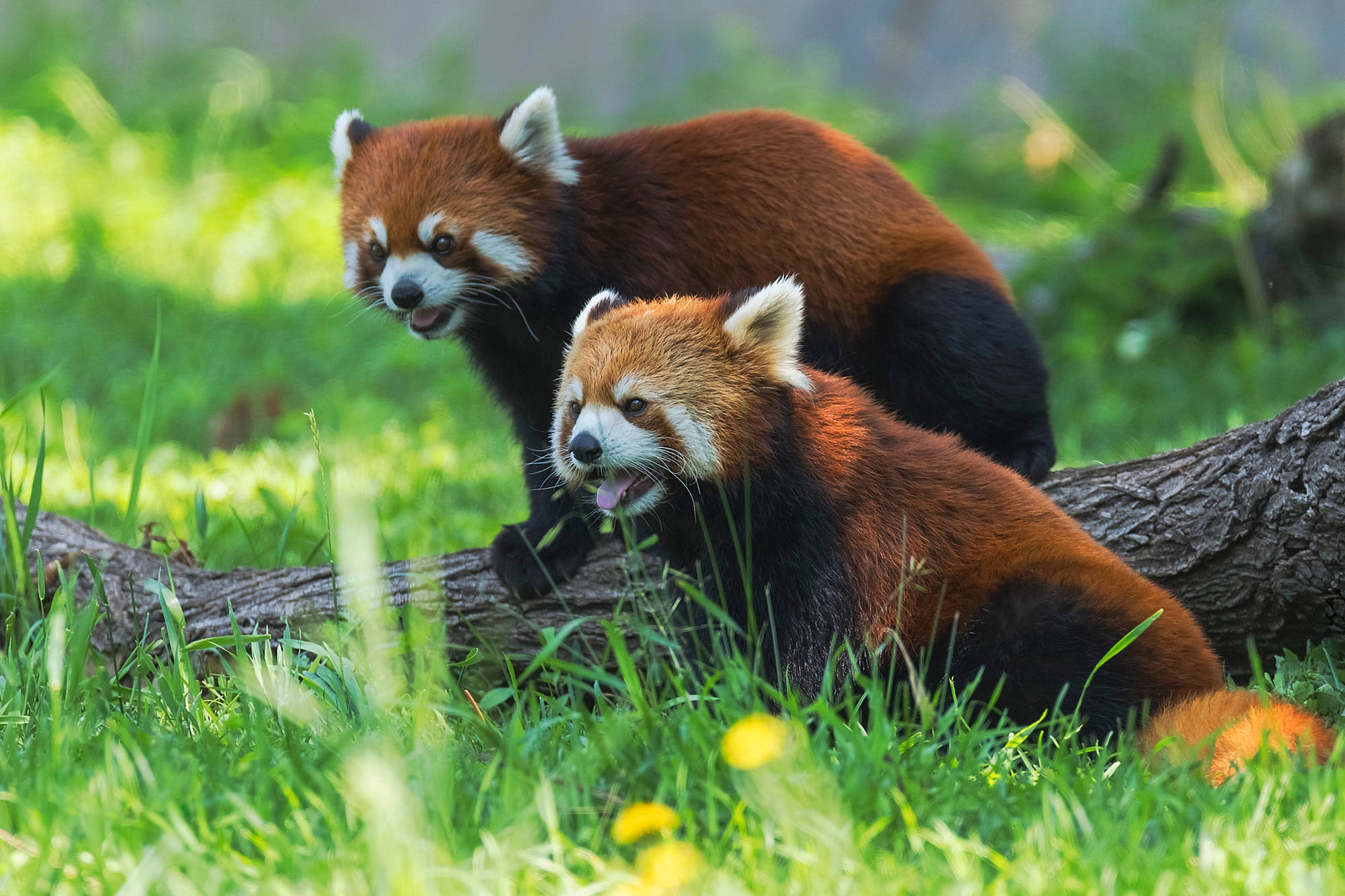 Download Animal Red Panda HD Wallpaper